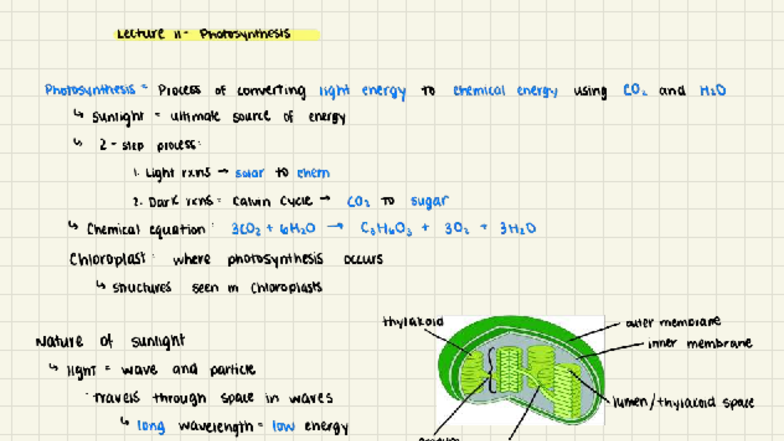 BIO2137 - Lecture 11: Photosynthesis Process and Mechanisms - Studocu