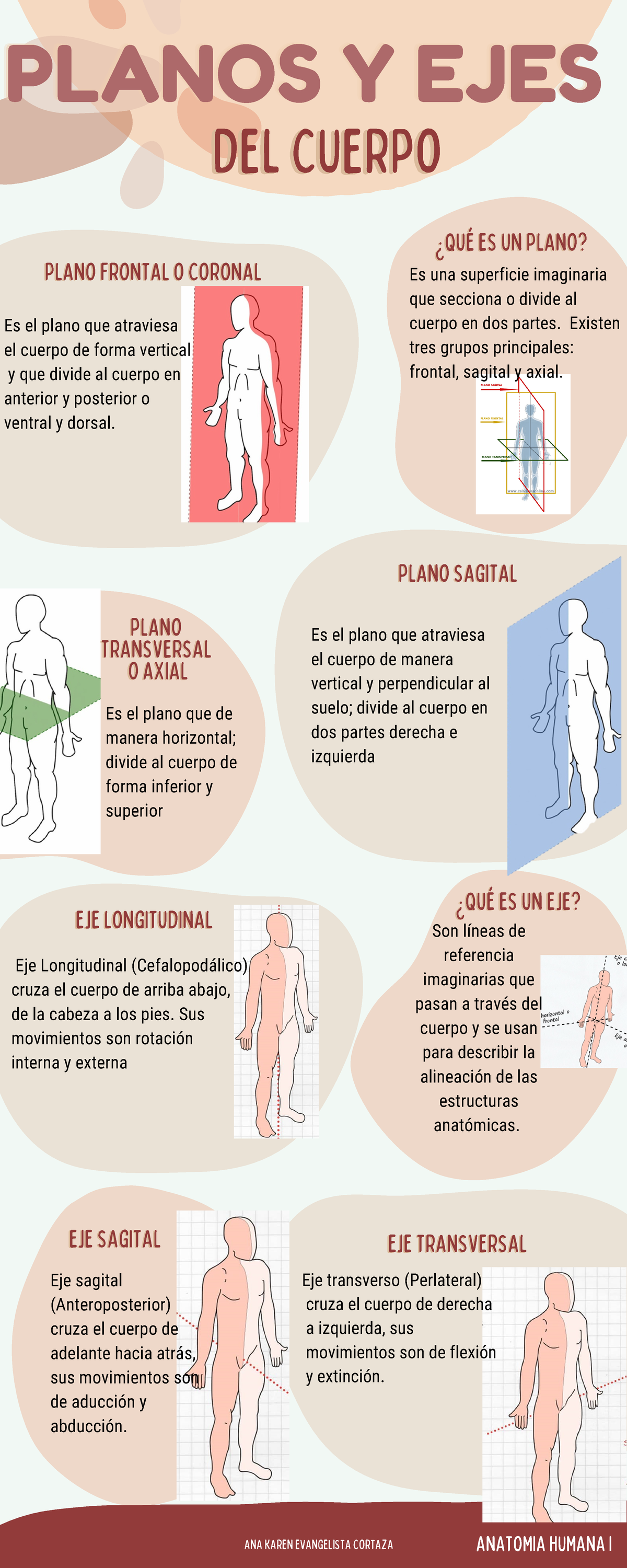 Infografía Anatomía - Ejes y Planos del Cuerpo Humano - Studocu