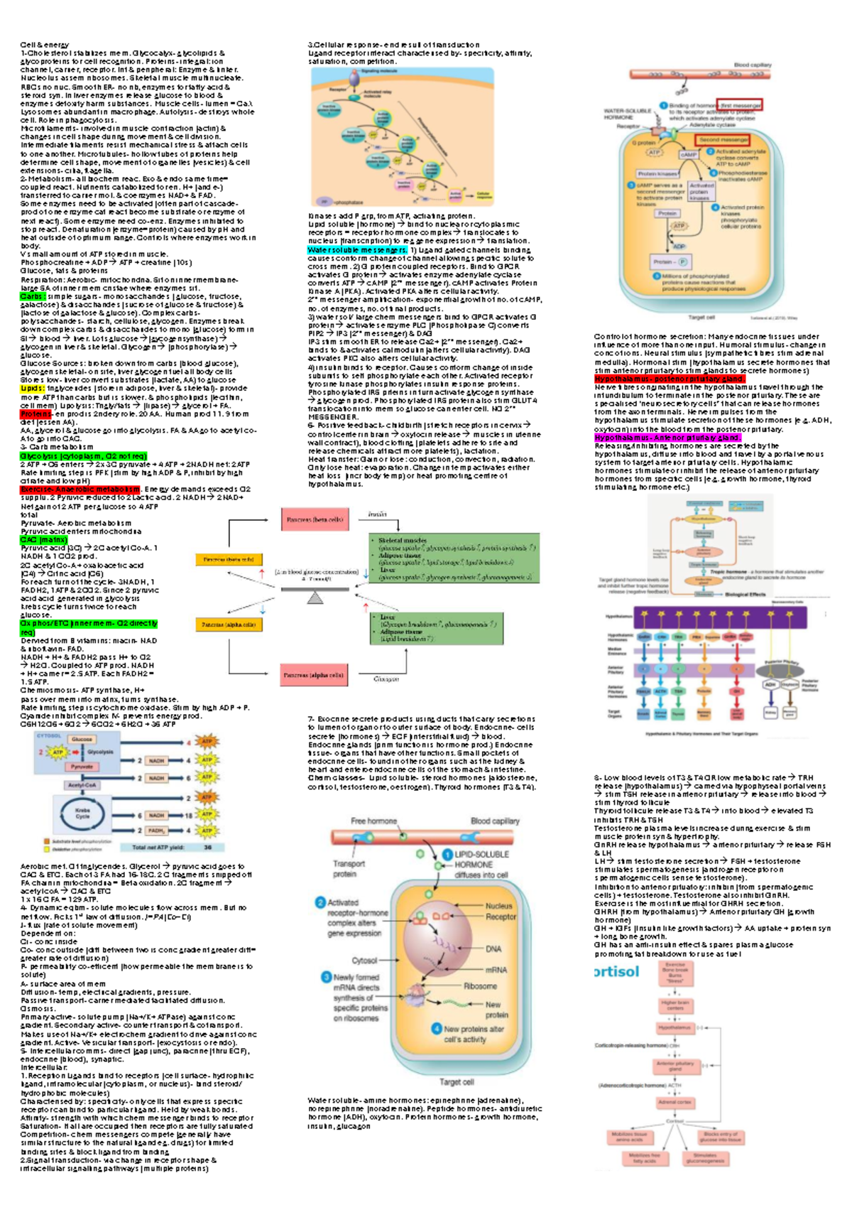 Exersci 101 Test 1 Study Guide: Cell Energy, Metabolism & Hormonal ...