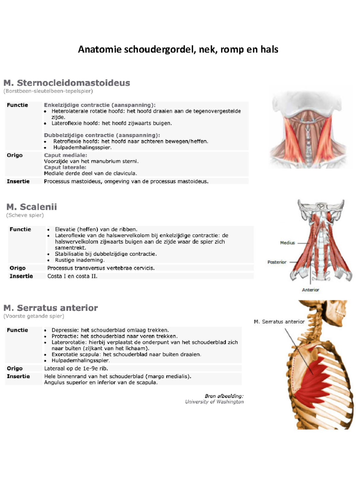 Anatomie van de Schoudergordel, Nek, Romp en Hals Samenvatting ...
