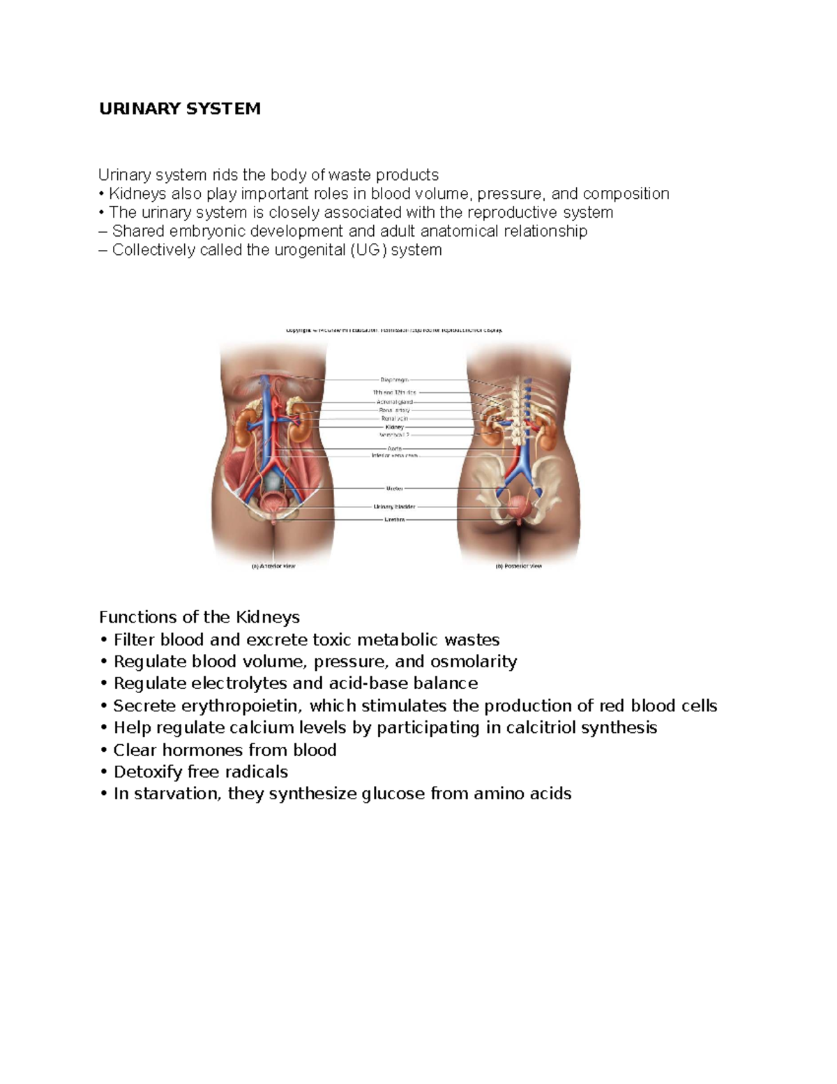 Urinary system overview and functions: A detailed study guide - Studocu
