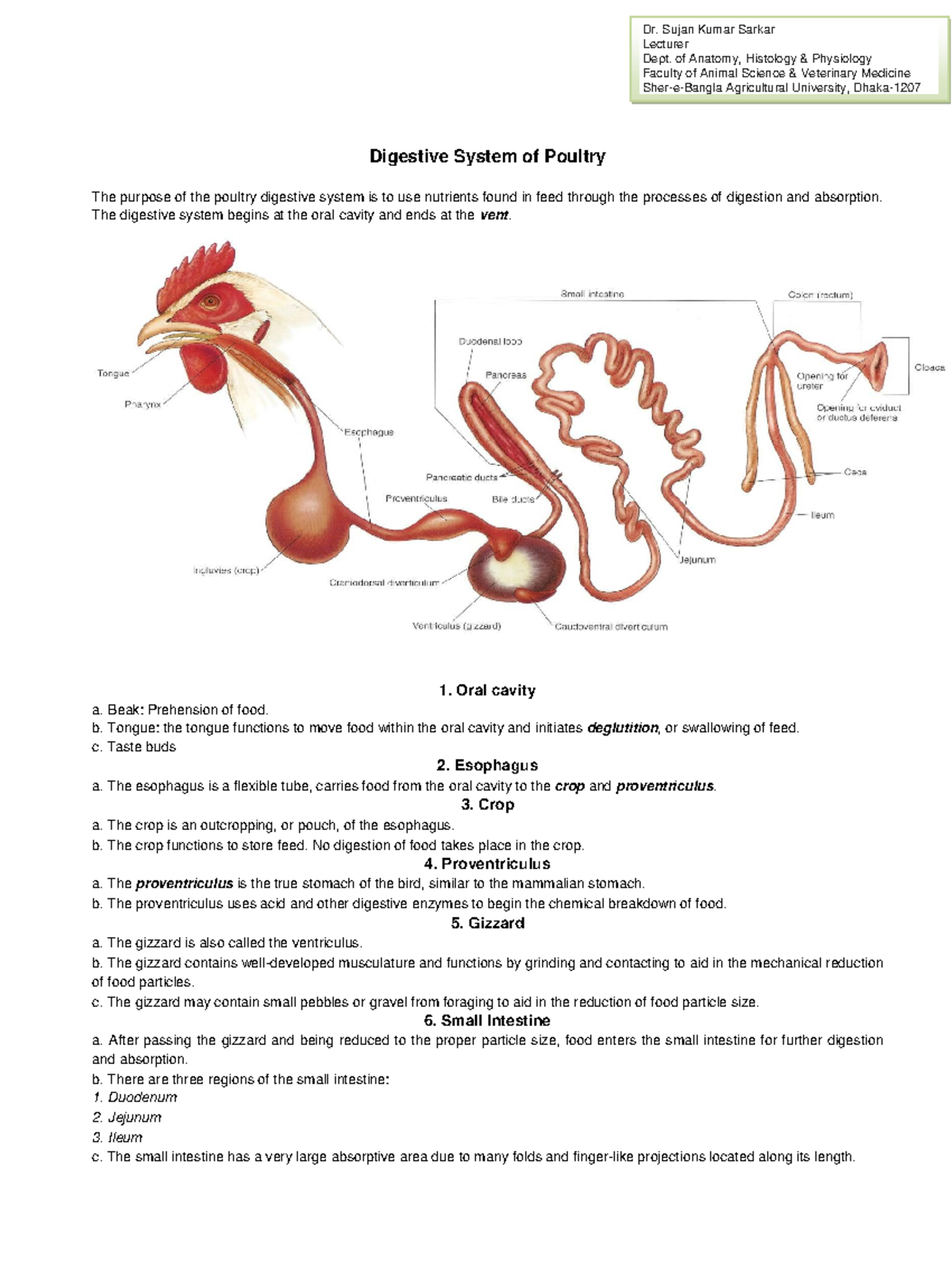 Digestive System of Poultry - The digestive system begins at the oral ...