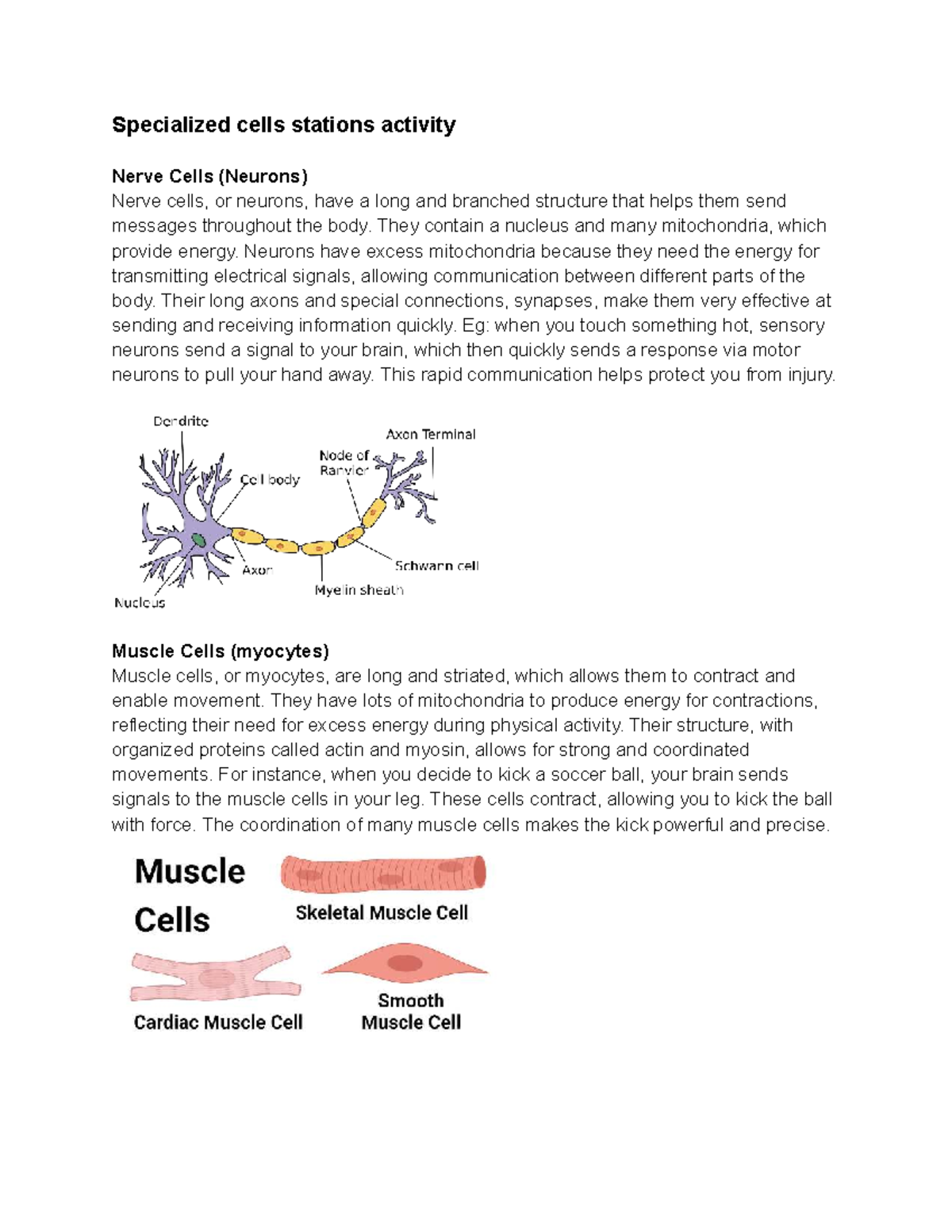 Specialized Cells Stations Activity: Understanding Cell Functions G12 ...
