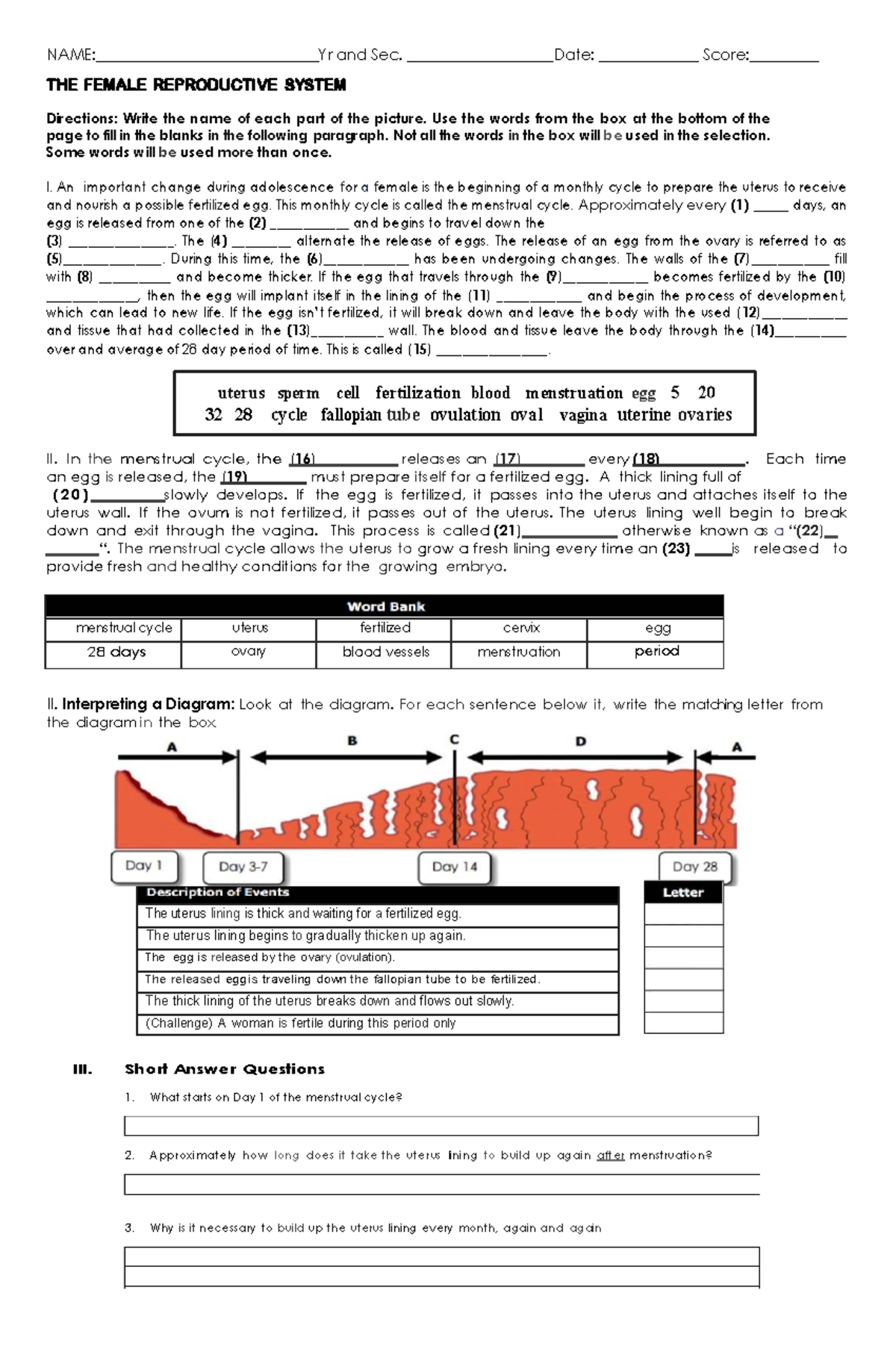 FRS - Menstrual Cycle Worksheet: Understanding the Female Reproductive ...