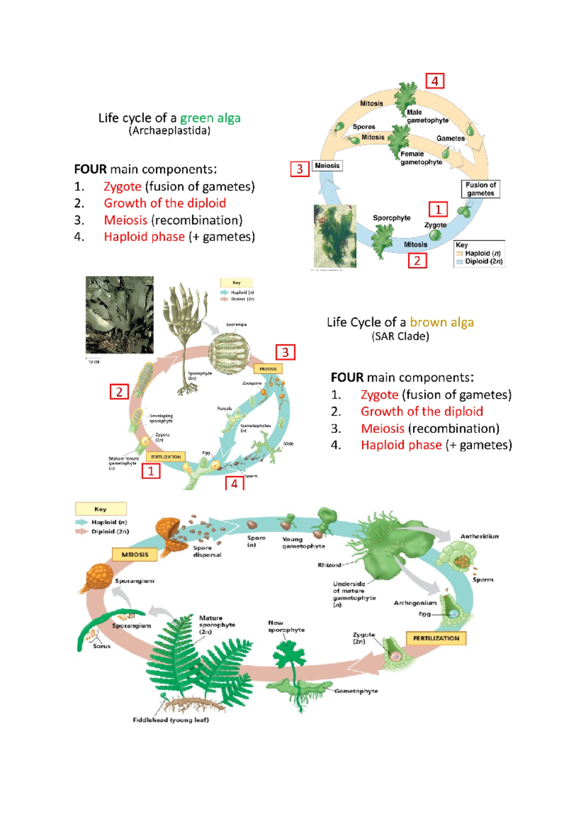 Bio life cycles - 4 Mitosis Male Life cycle of a green alga gametophyte ...