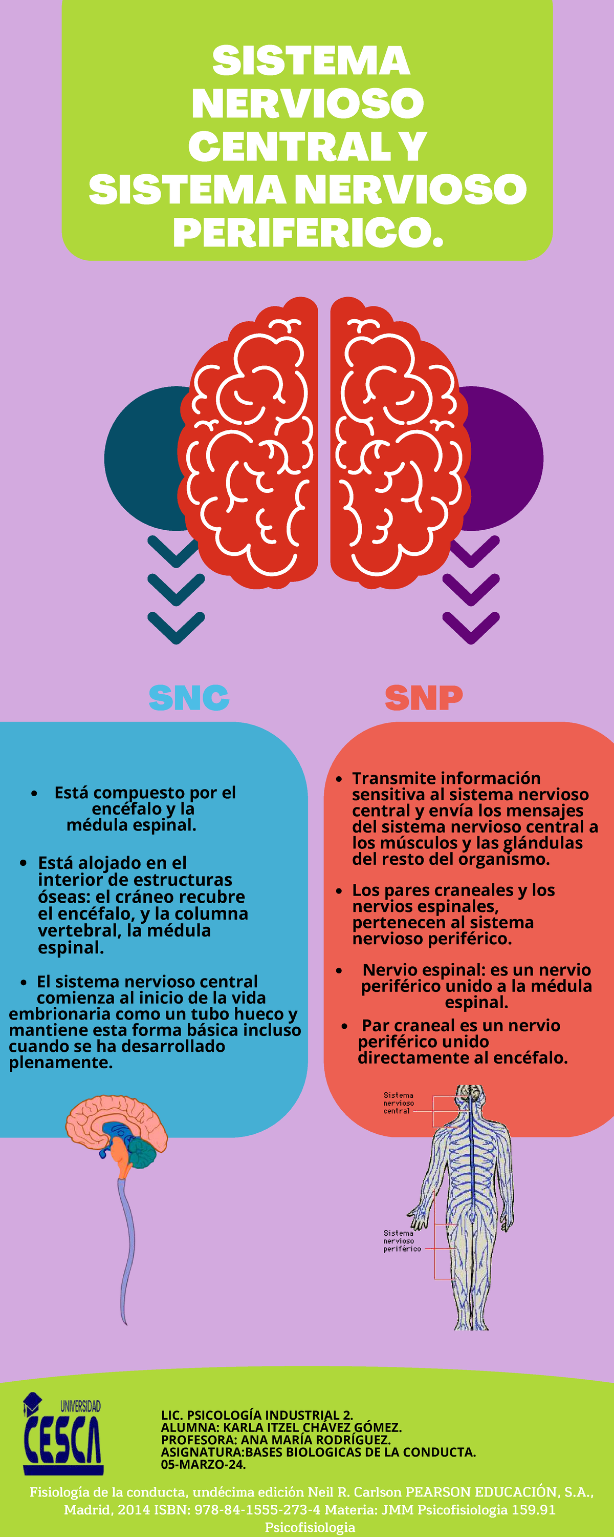 Infografía sobre el SNC y SNP en la Conducta Humana - JMM ...