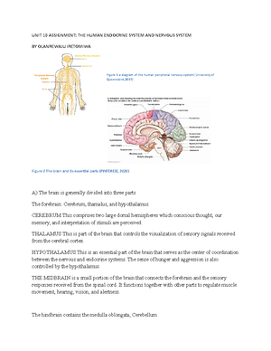 Unit 10 the human endocrine and nervous system - YSABEL ALABANZA ...