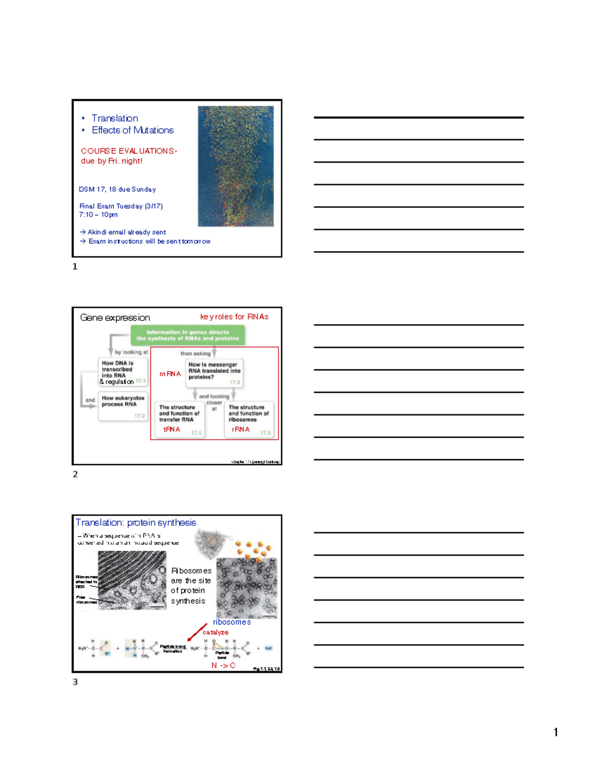 Final Exam Review: Translation and Mutations - Studocu