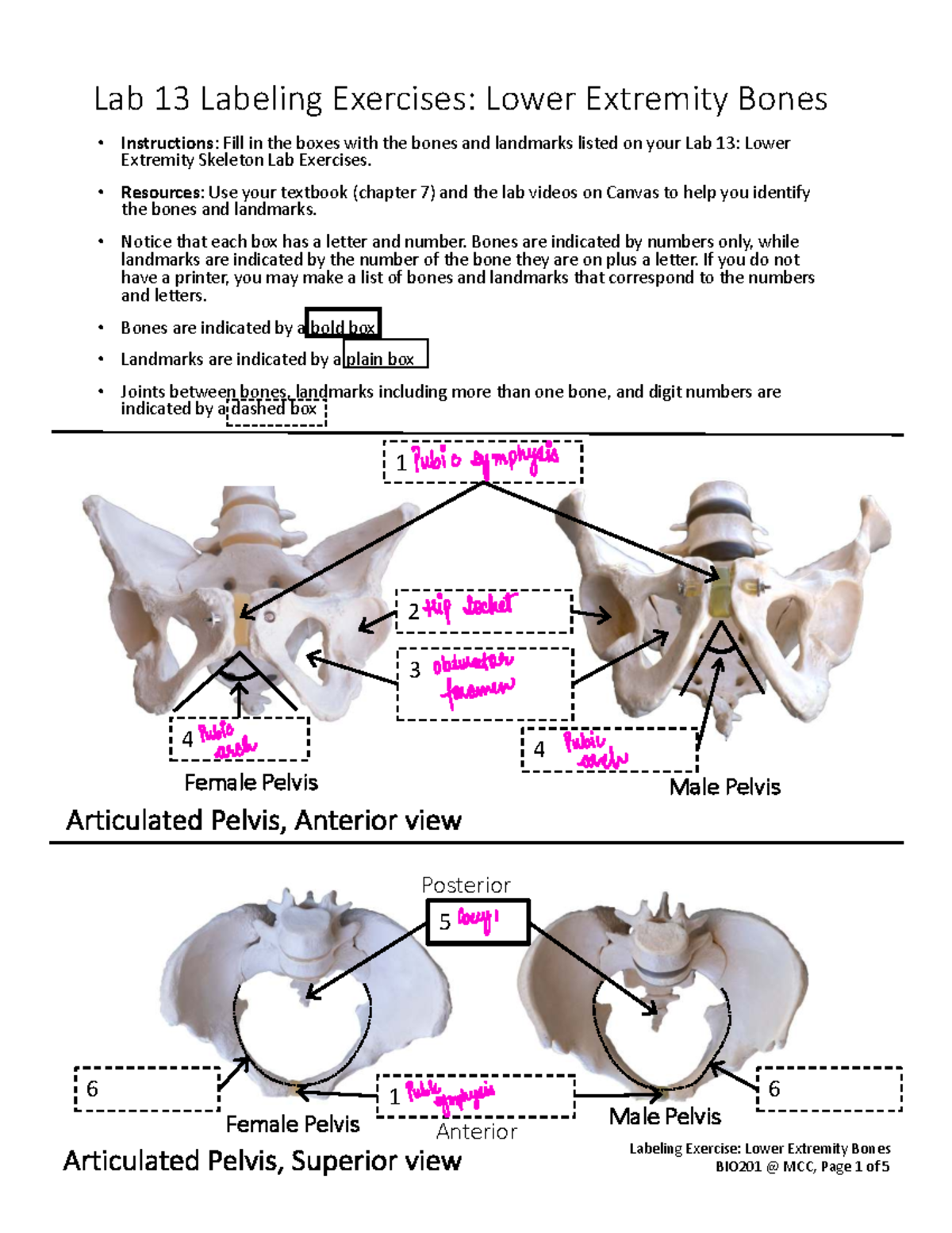 Labeling Exercise: Lower Extremity Bones BIO201 Lab 13 - Studocu