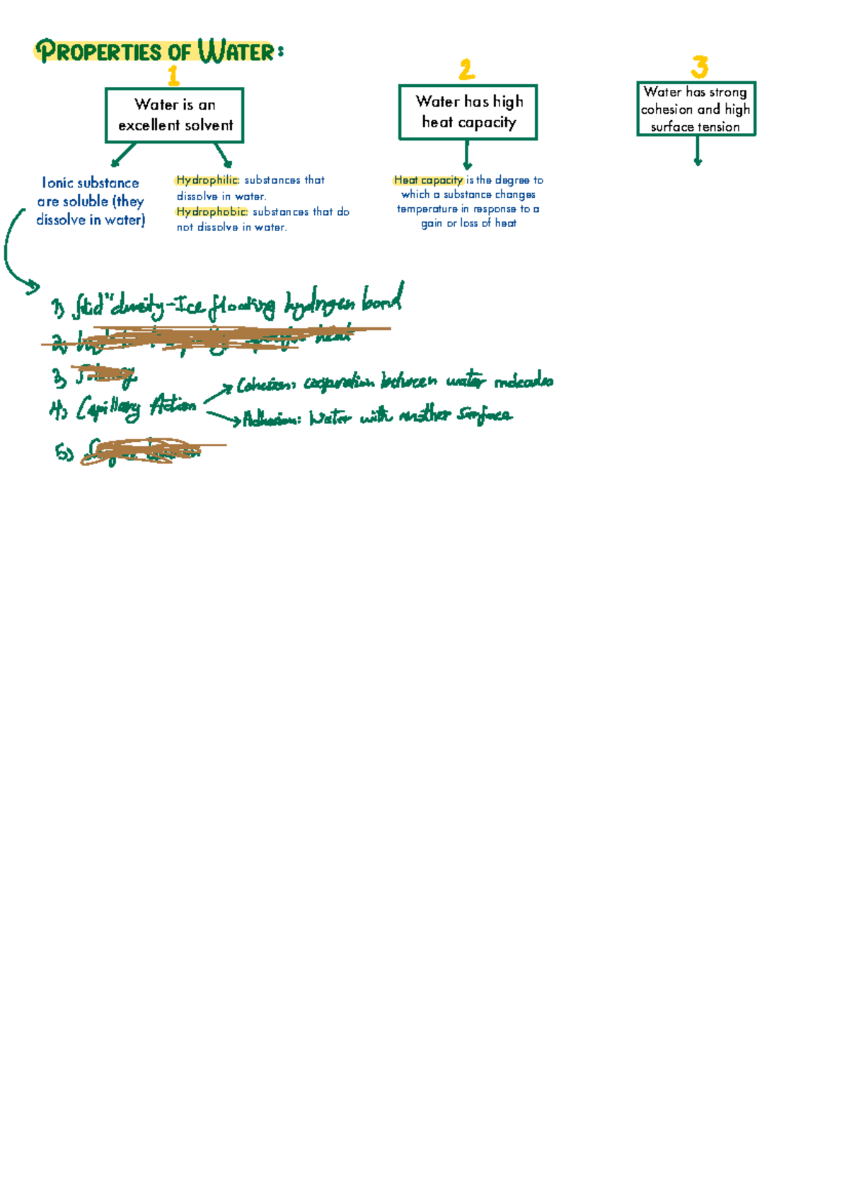 AP BIO Lecture Notes - Properties of Water and Macromolecules - Studocu