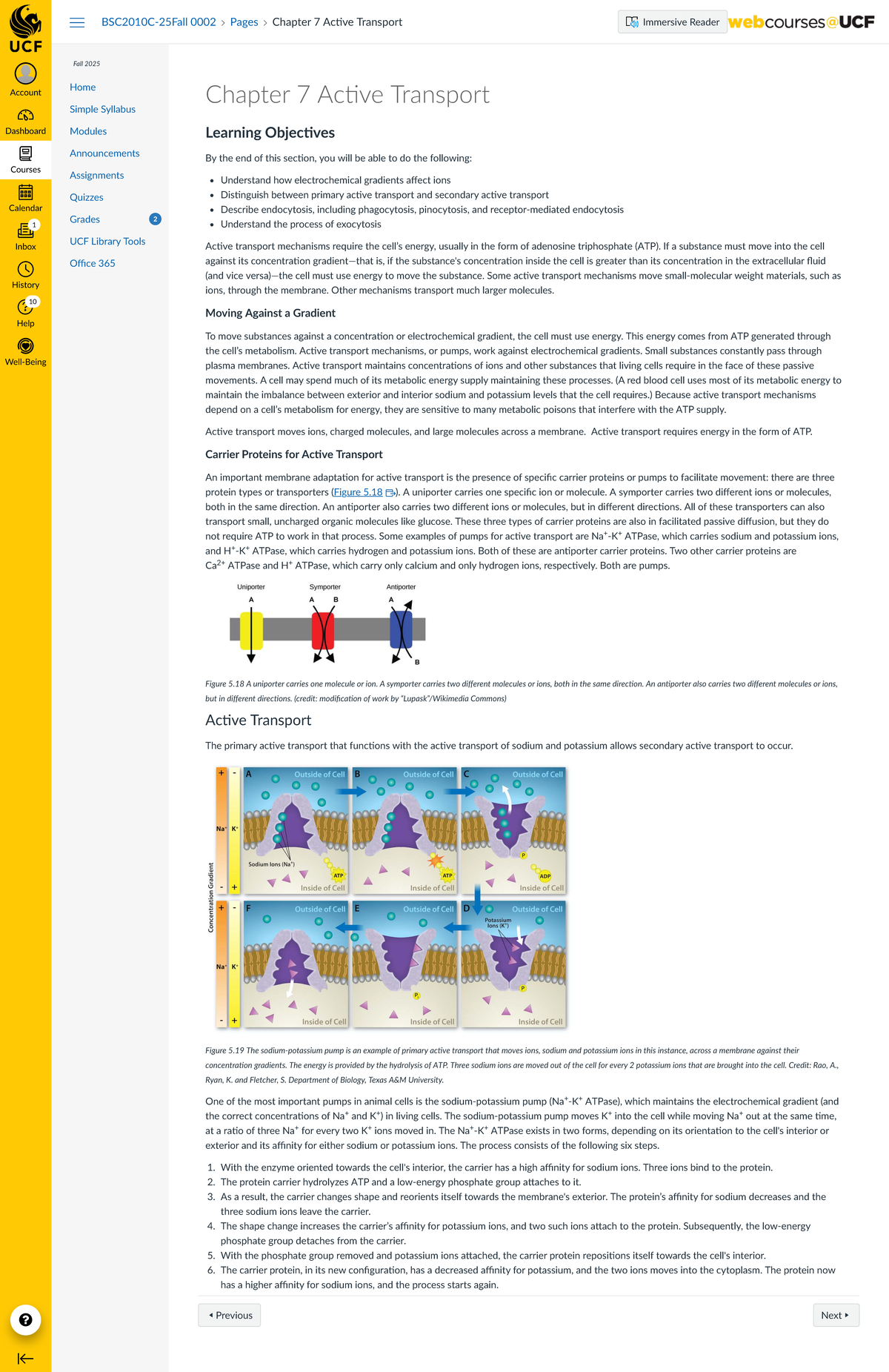 BSC2010C-25Fall: Chapter 7 - Active Transport Mechanisms Explained ...