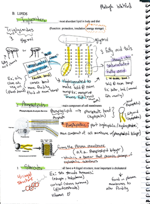 Skeletal Muscle Physiology - Bio 430 Chapter 10 Notes - Chapter 10 ...