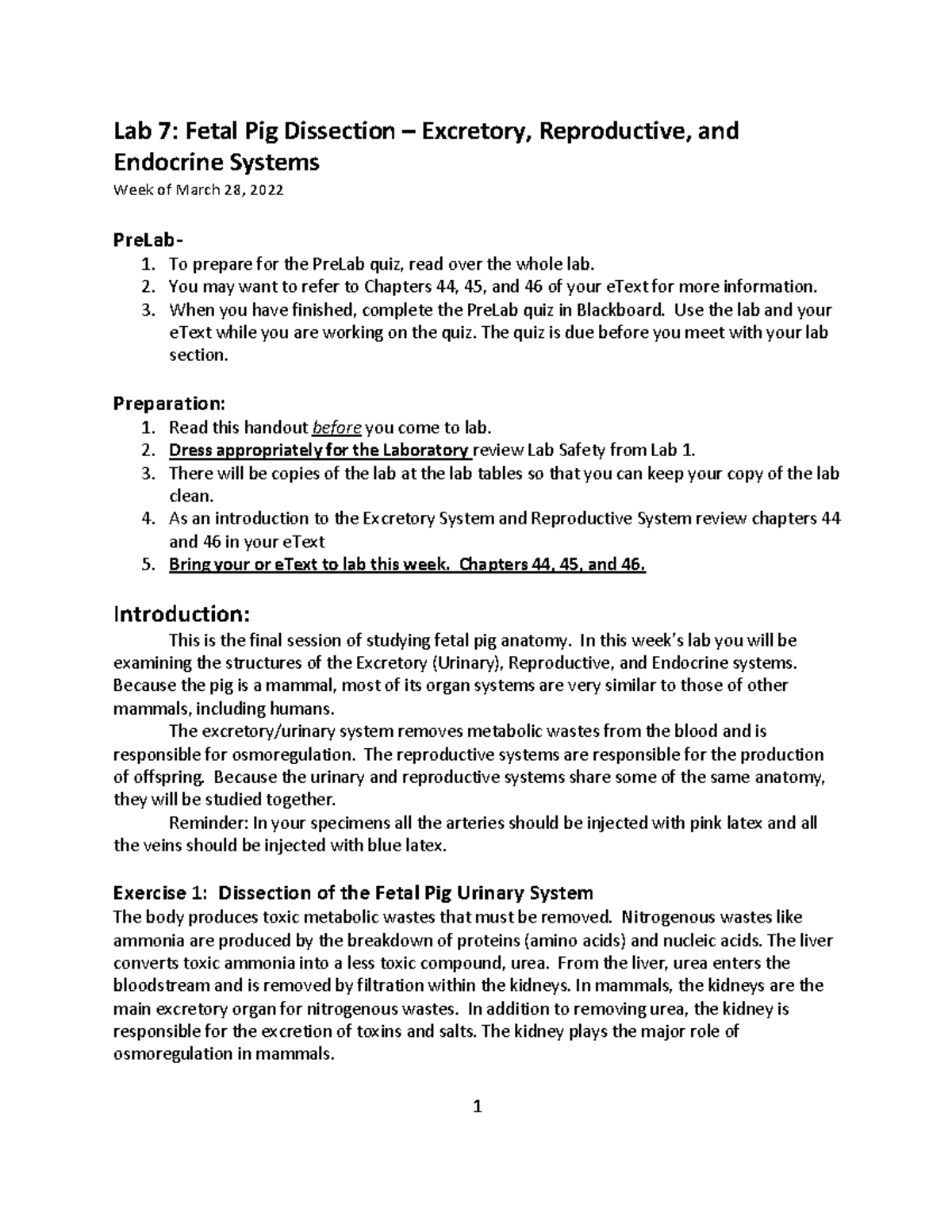 Lab 7 Fetal Pig Dissection-Excretory, Reproductive, Endocrine Systems ...