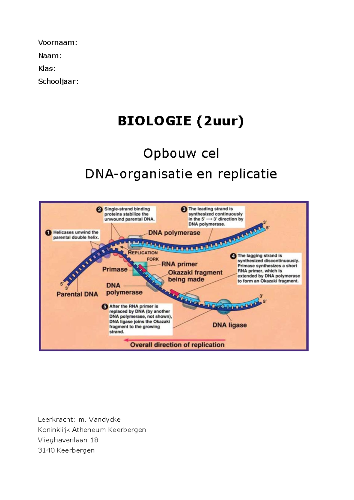 Opbouw van de Cel: Eukaryoten versus Prokaryoten en DNA-Organisatie ...