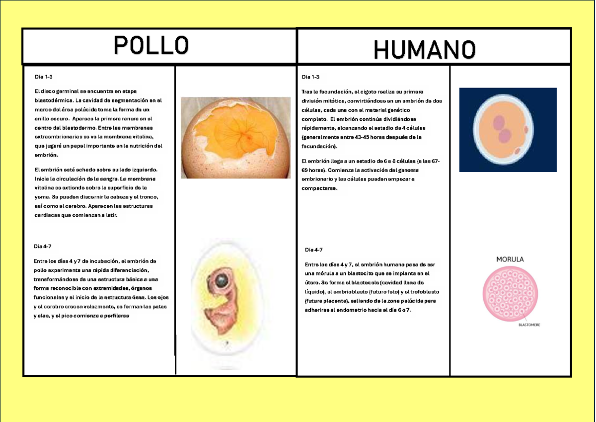 Desarrollo del Embrión de Pollo: Etapas Clave y Diferenciación - Studocu