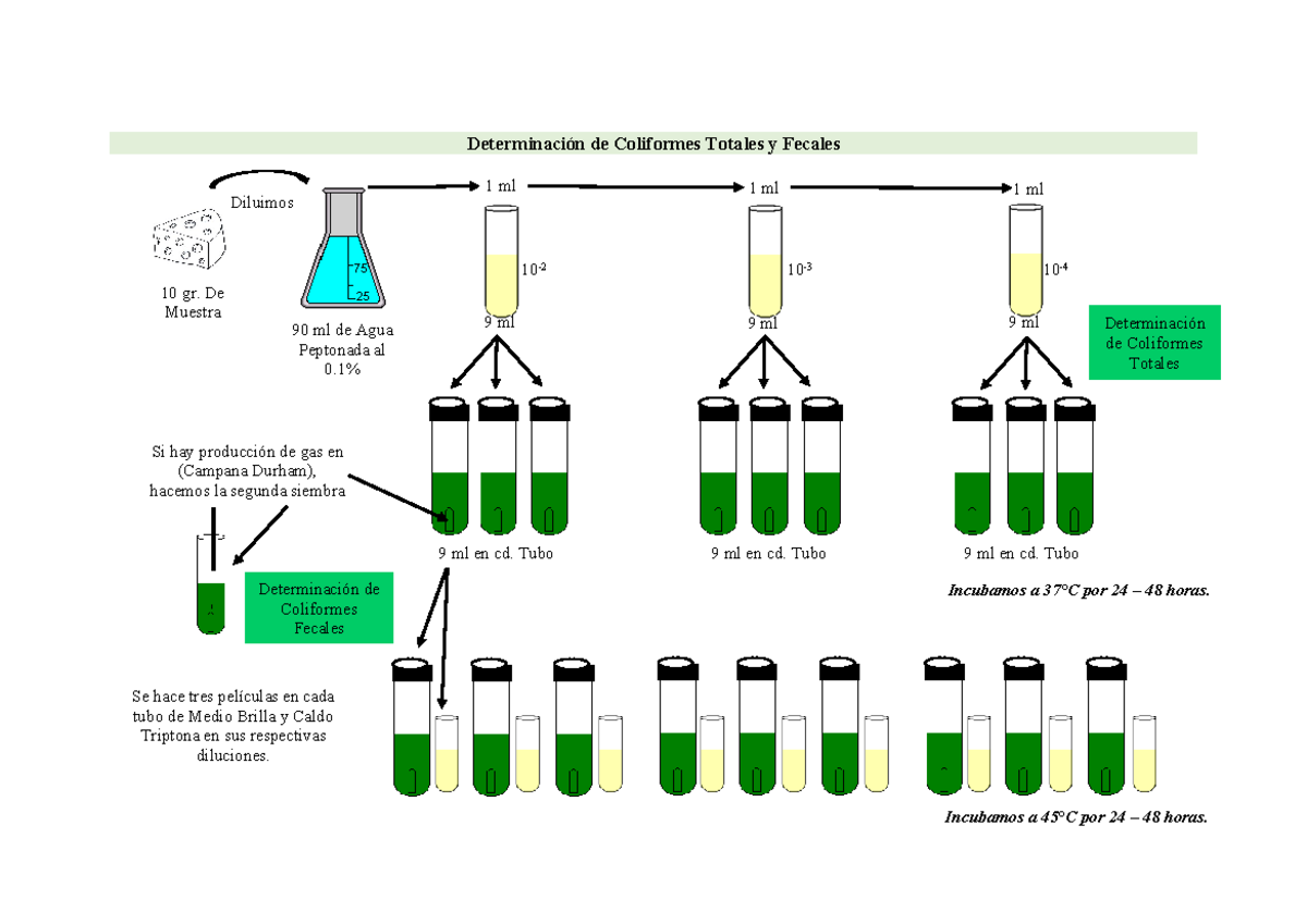 470761726 Determinacion de Coliformes Totales y Fecales docx ...