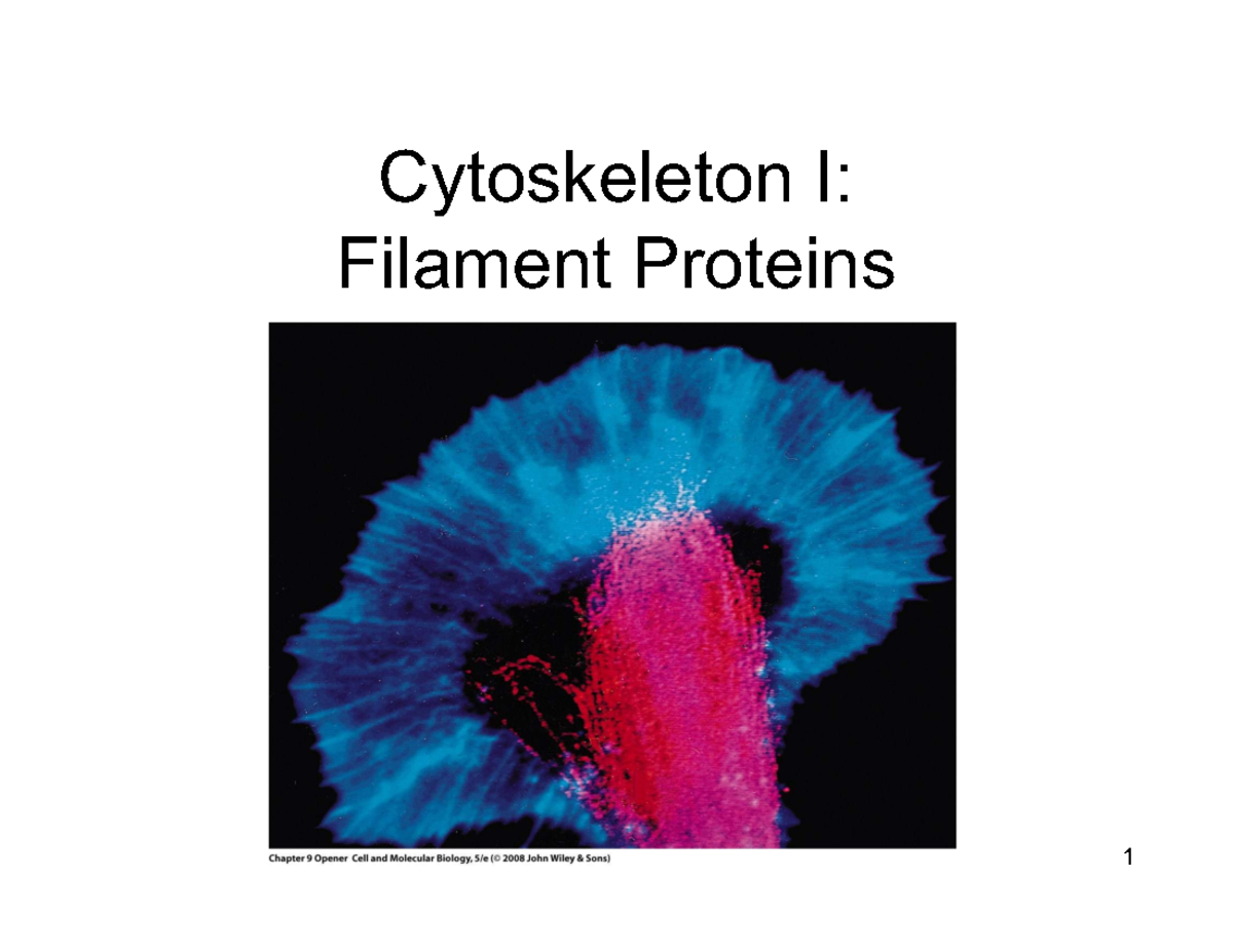 Cytoskeleton I: Lecture 4 on Filament Proteins and Dynamics - Studocu