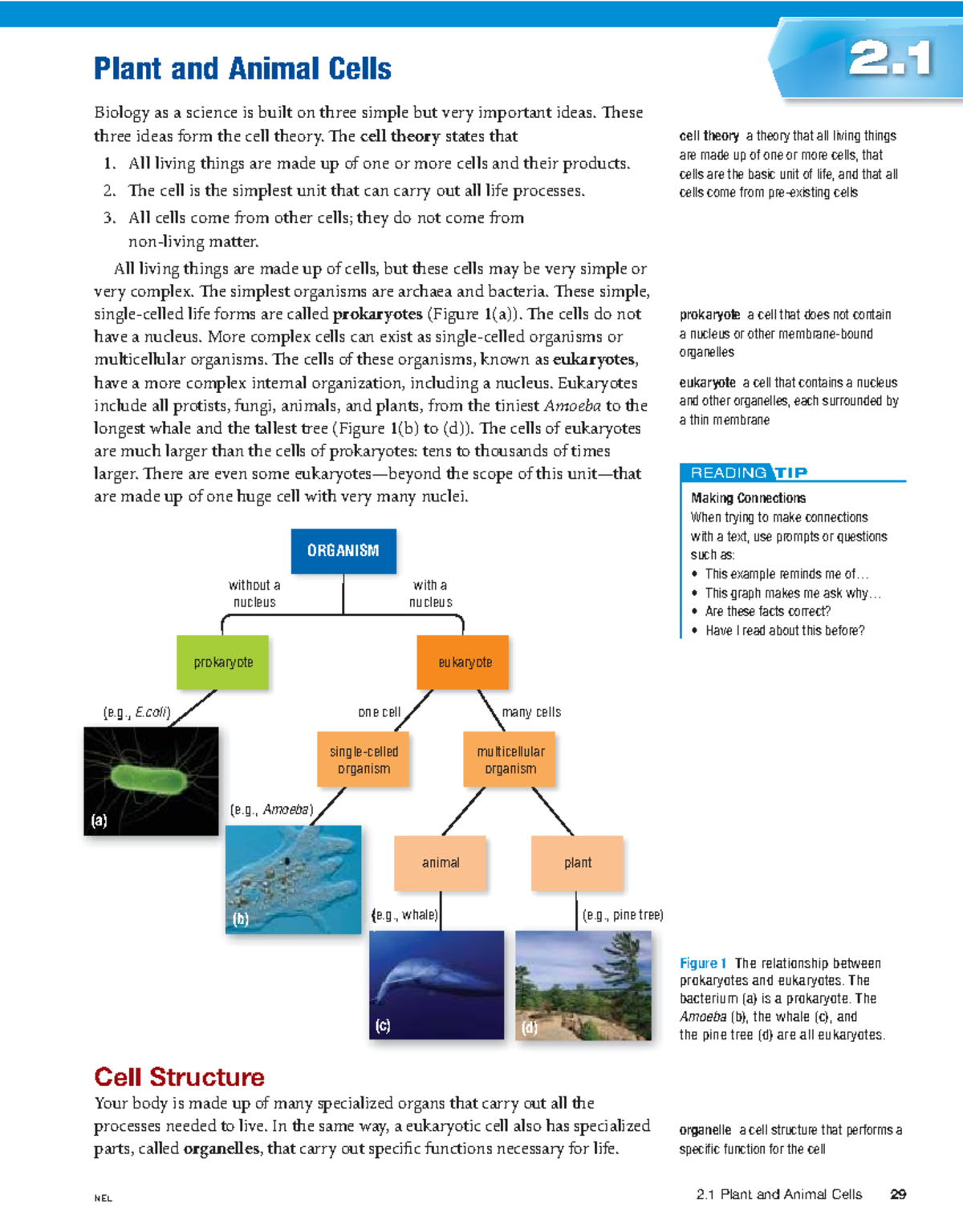 2.1 Plant & Animal Cells: Understanding Cell Theory and Structure - Studocu
