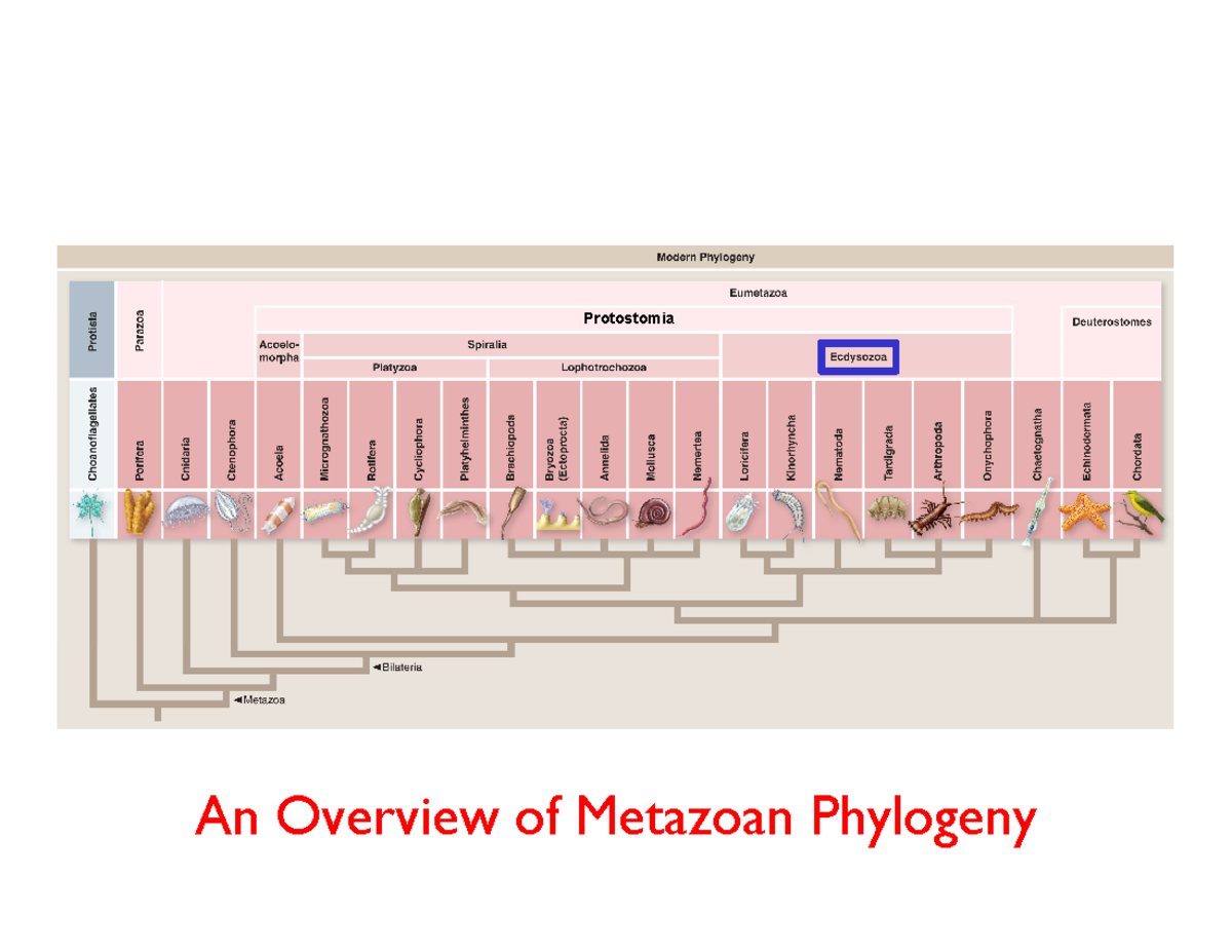 Introduction to Ecdysozoa and Major Groups of Arthropoda (BIO 3340 ...