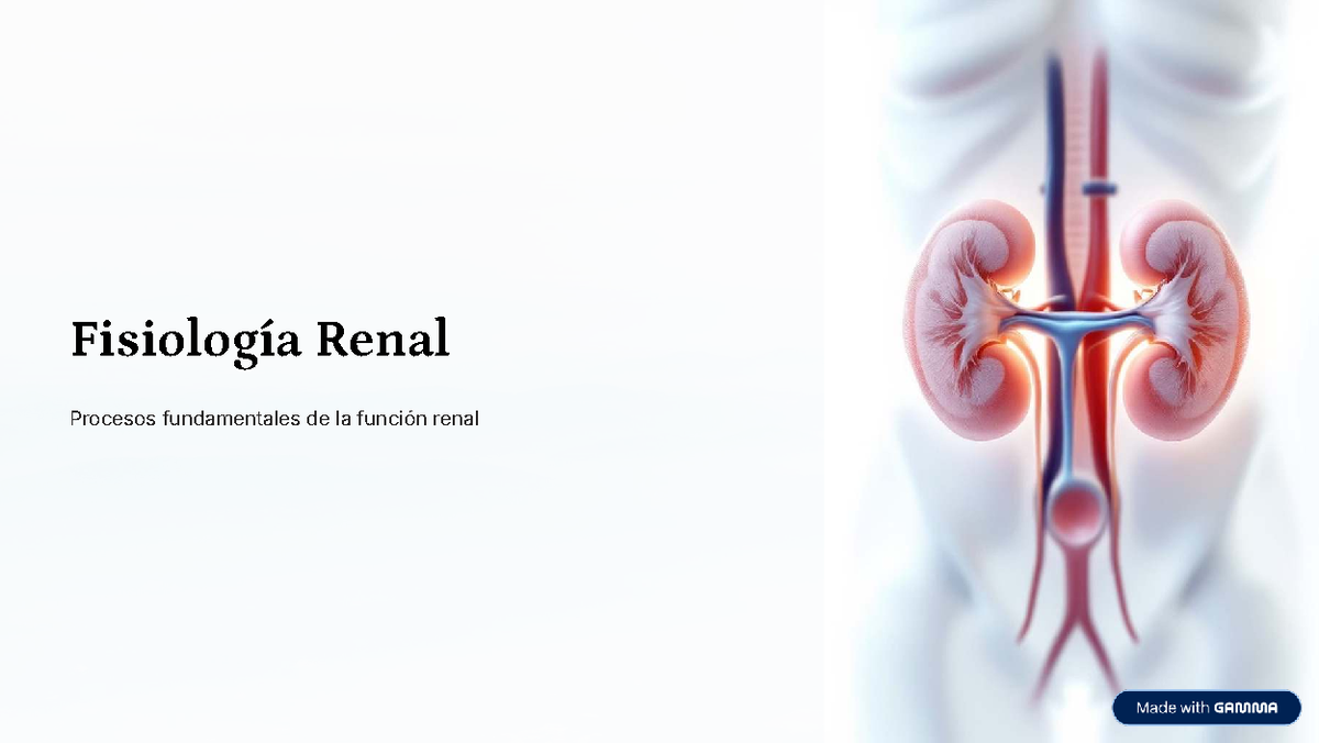 Fisiología Renal: Procesos Clave en la Función Renal - ANATOMÍA - Studocu