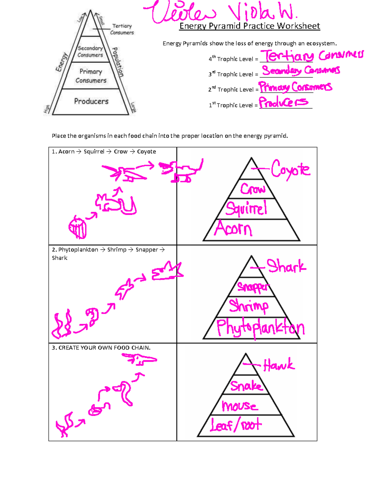 Energy Pyramid Practice Worksheet for Ecosystem Understanding - Studocu