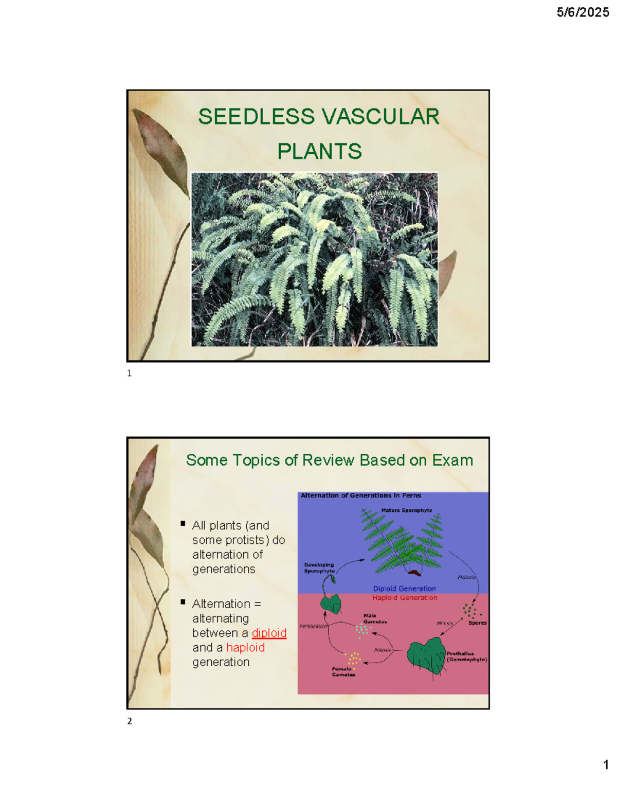 Seedless Vascular Plants: Key Features and Ecological Significance ...