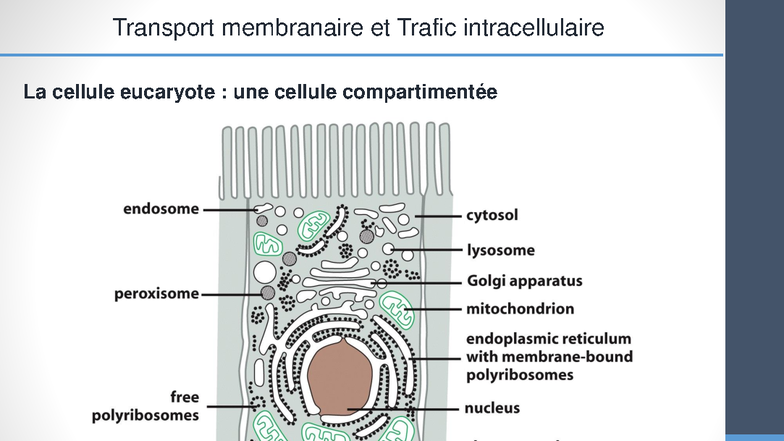 Transport membranaire et Trafic intracellulaire - L2 Biologie ...