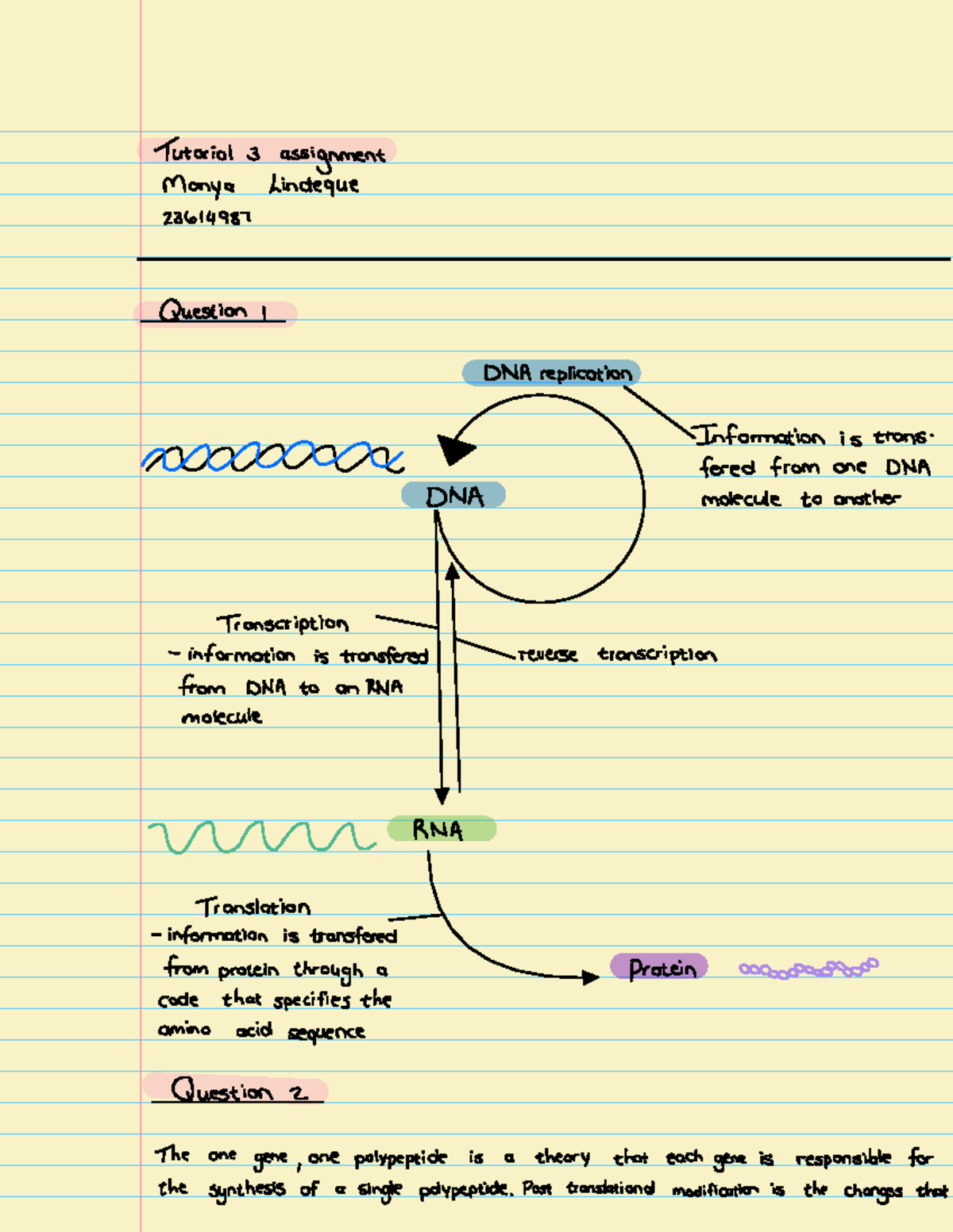 BIO101 Tutorial 3 Assignment Submission on DNA Replication & Mutations ...