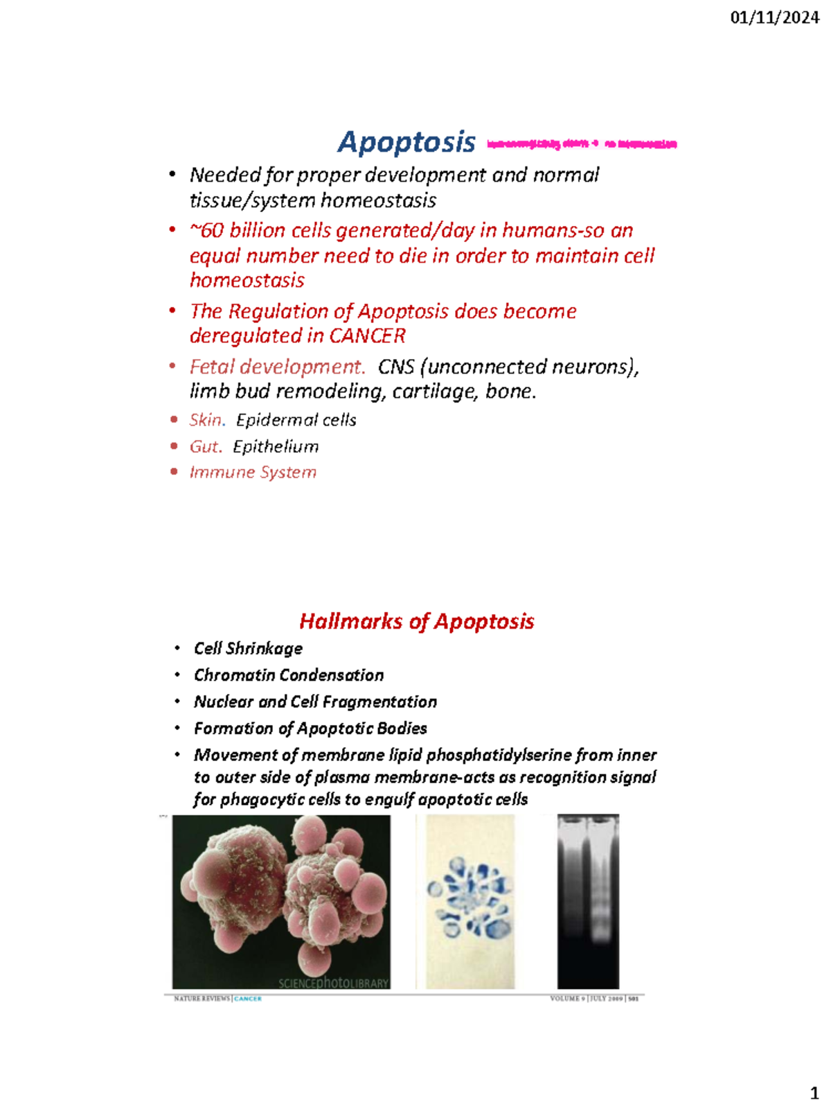 Lecture Notes on Apoptosis Mechanisms and Pathways - Studocu