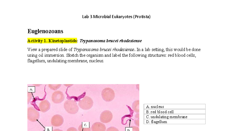 Lab 3 Microbial Eukaryotes (Protista) Answer Key and Activities - Studocu