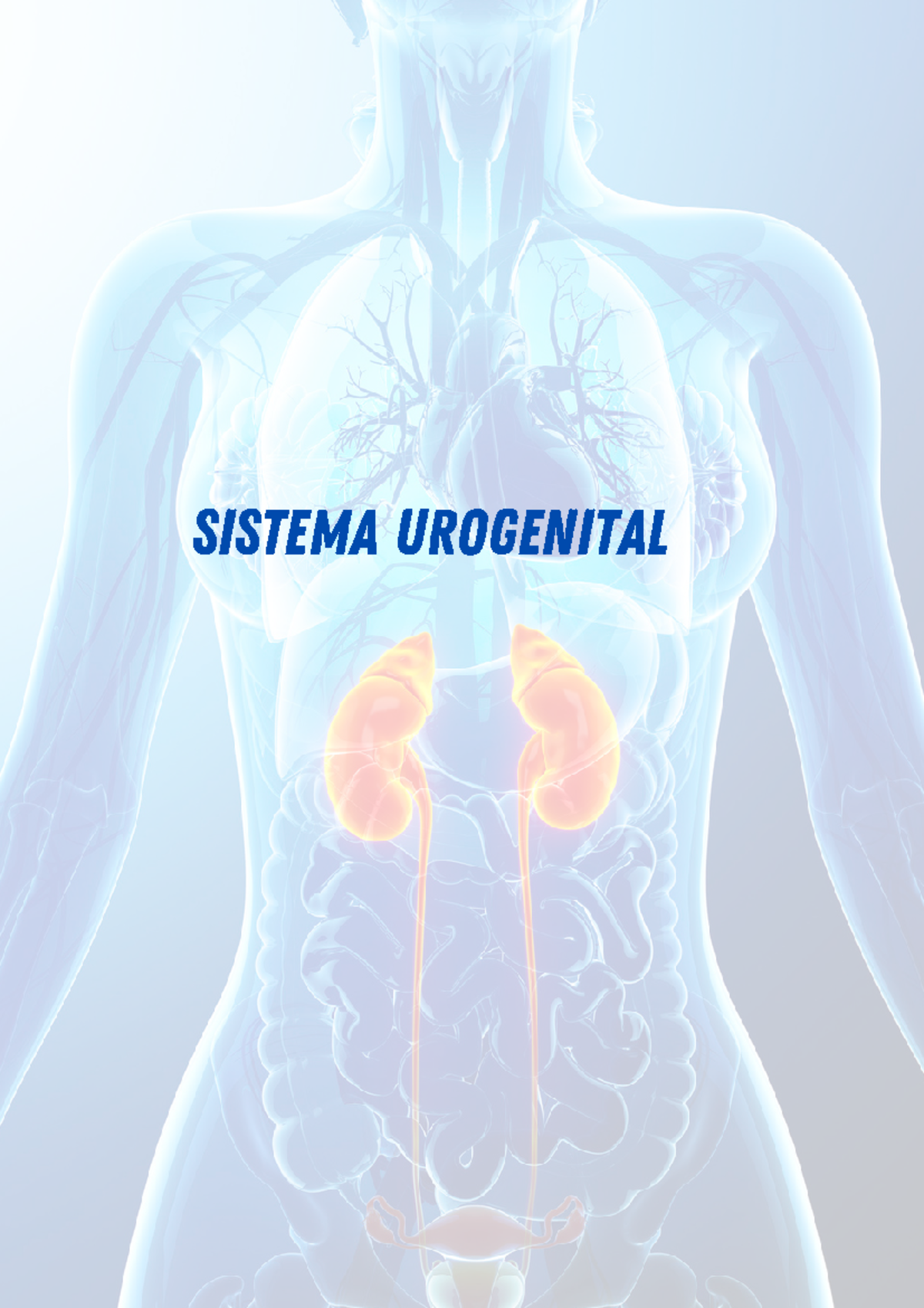 Resumen del Sistema Urogenital - Libro de Moore (Embriología) - Studocu