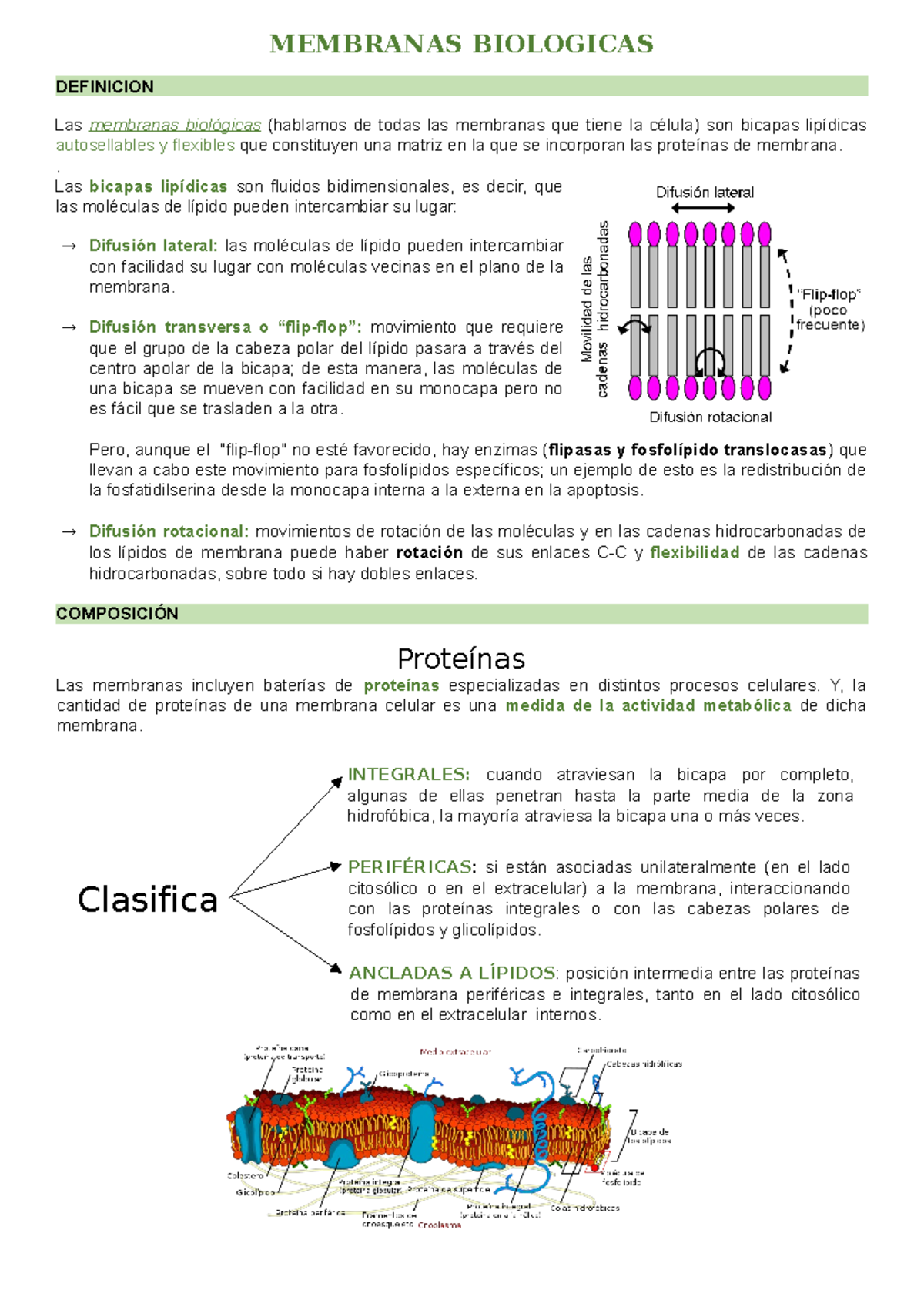 TEMA Nº 1 membranas biologicas - MEMBRANAS BIOLOGICAS DEFINICION Las ...