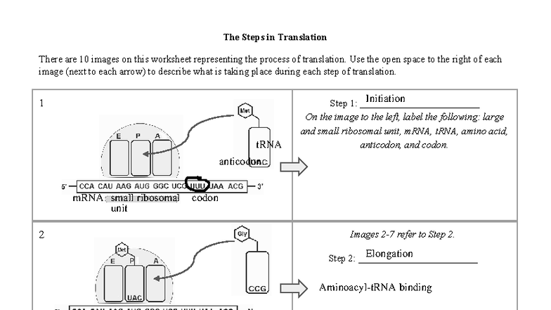 AP BIO - Dragon DNA Translation Process - FRQ Practice - Studocu