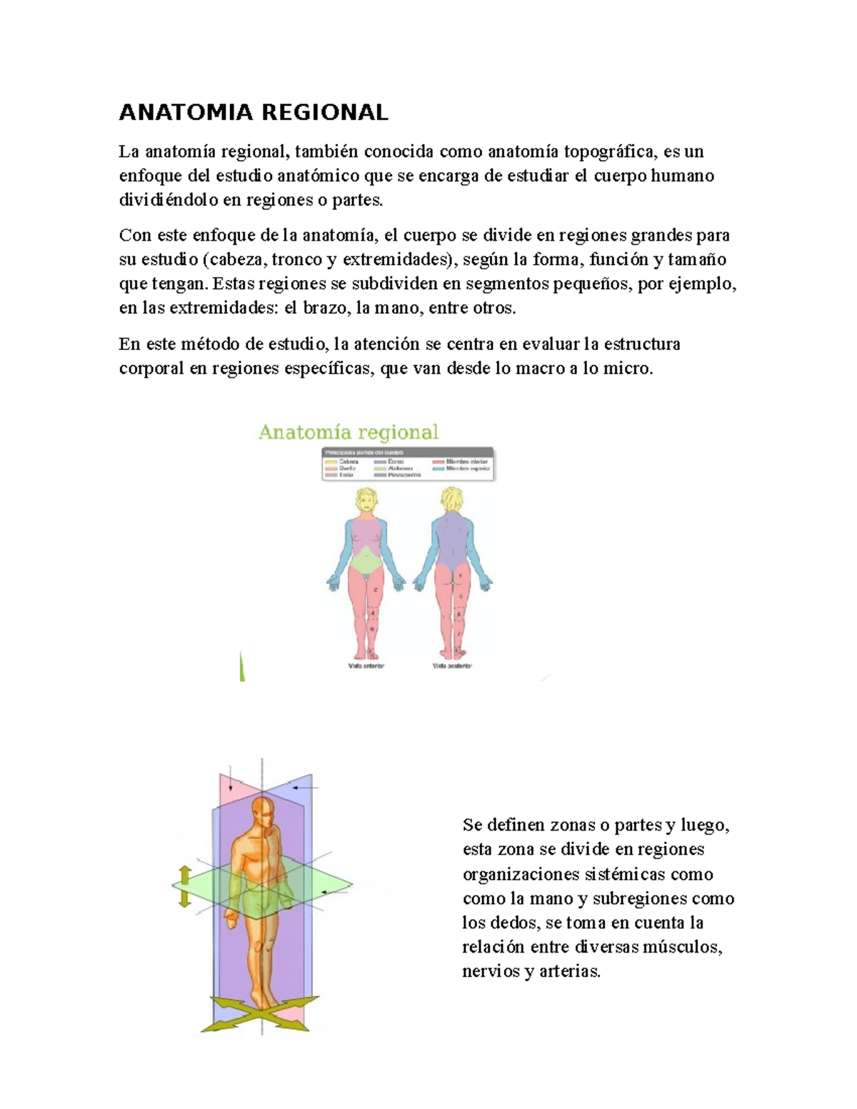 Definir Anatomía Regional