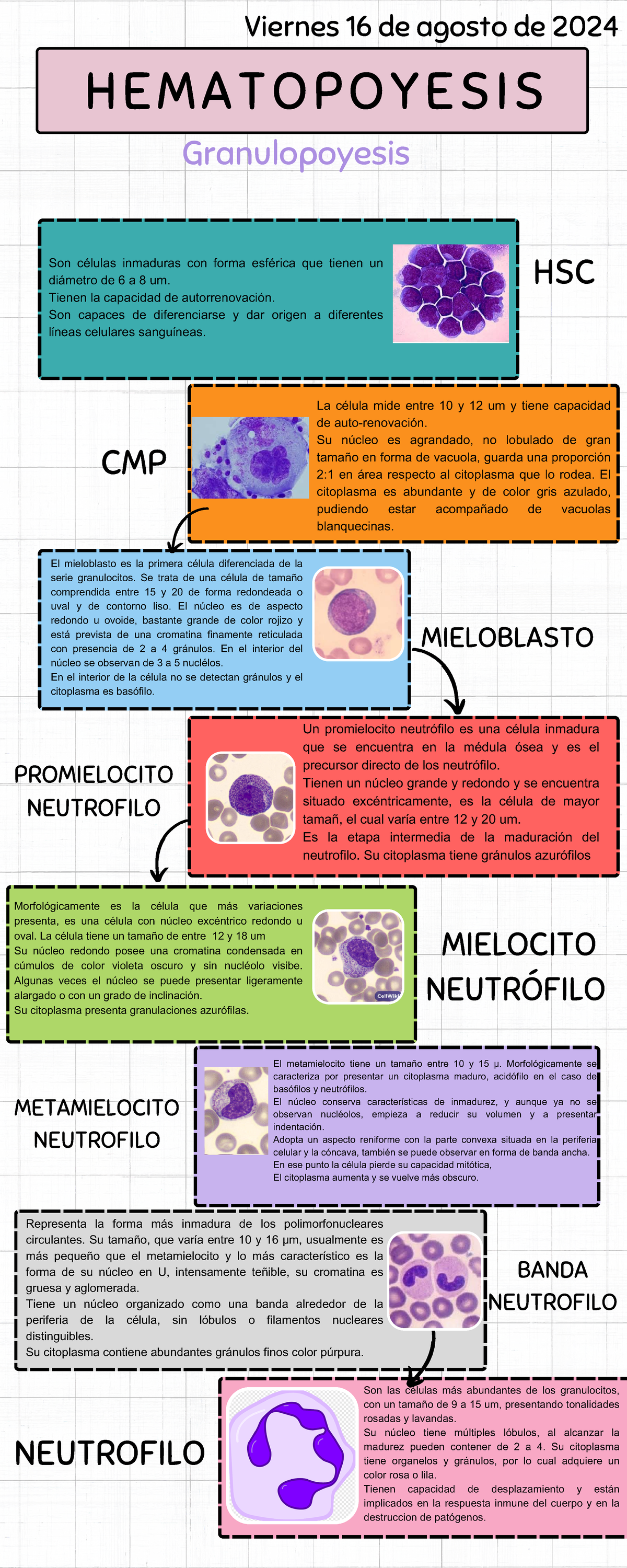 Granulopoyesis de Neutrófilos: Estudio de Células Inmaduras (HSC) - Studocu