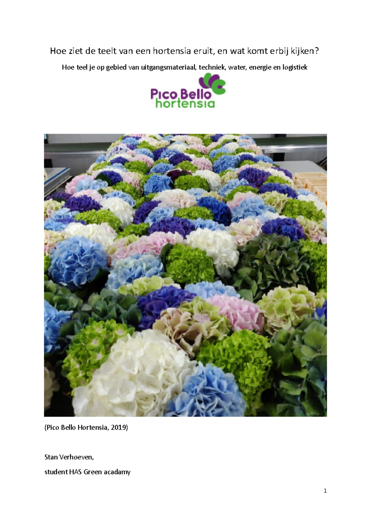Pico Bello Hortensia - Teelt en Techniek Verslag 2022 - Studeersnel