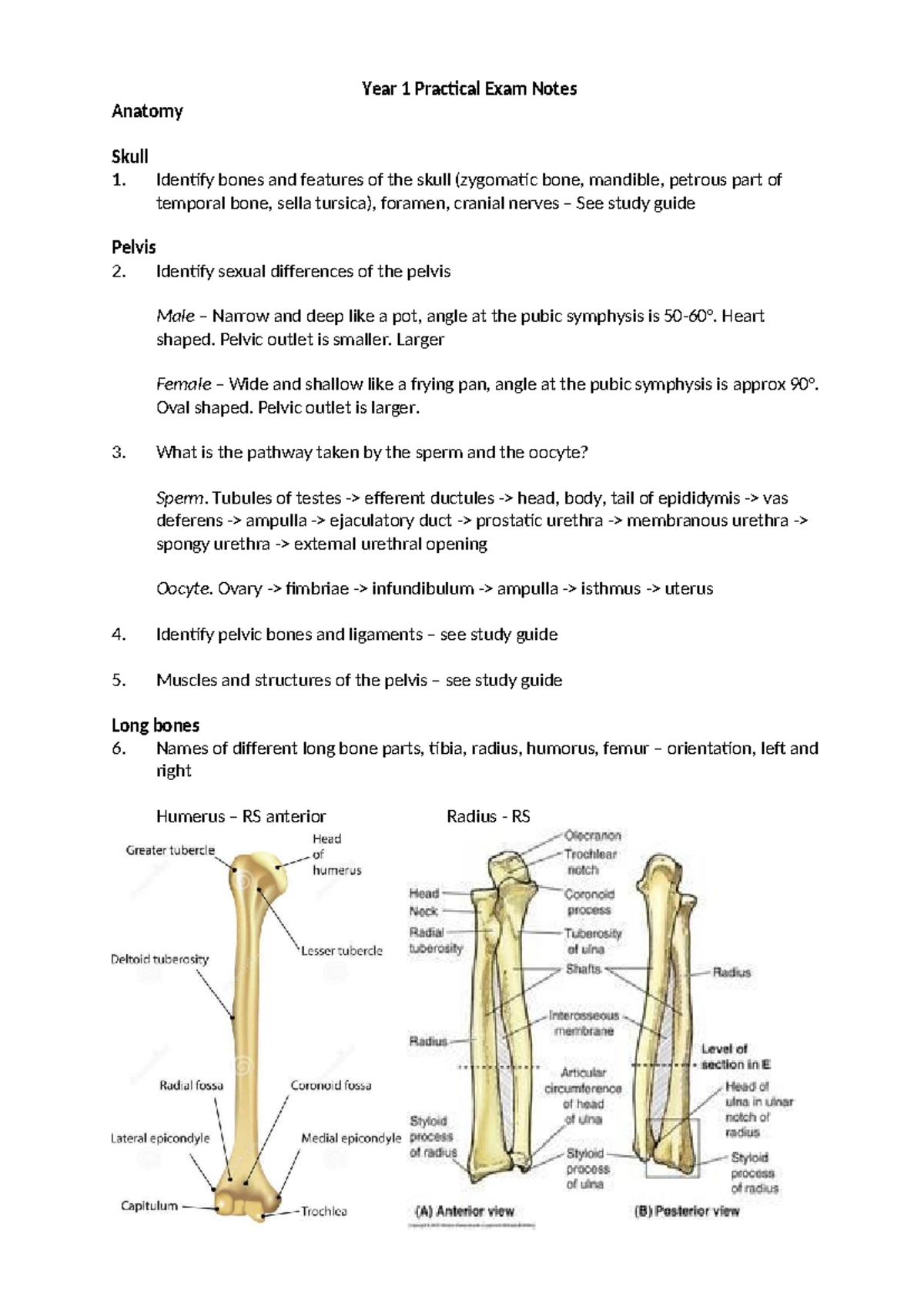 Anatomy Year 1 - Practical Exam Notes: Skull, Pelvis, and More - Studocu