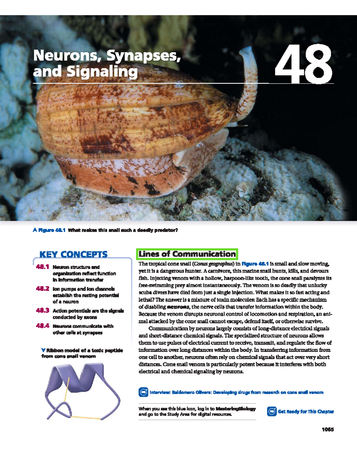 Neurons, Synapses, and Signaling: Key Concepts and Mechanisms (BIO 48 ...