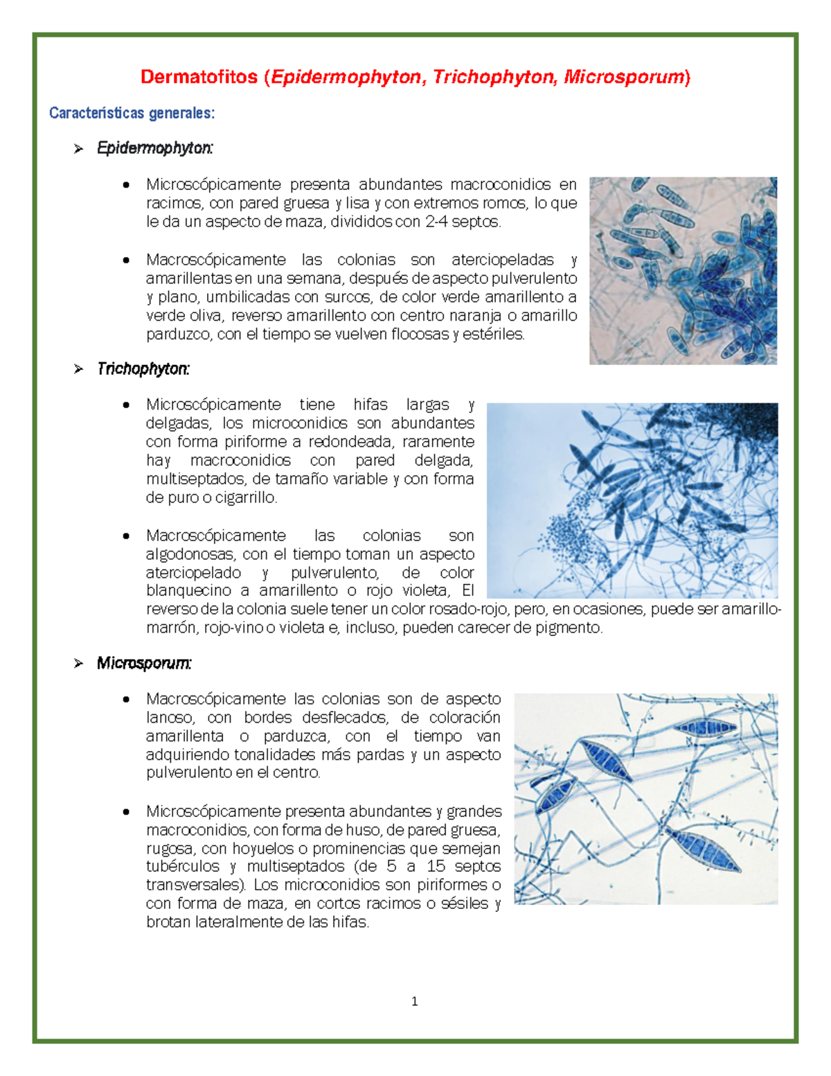 Resumen 5: Características y Tratamientos de Dermatofitos - Studocu