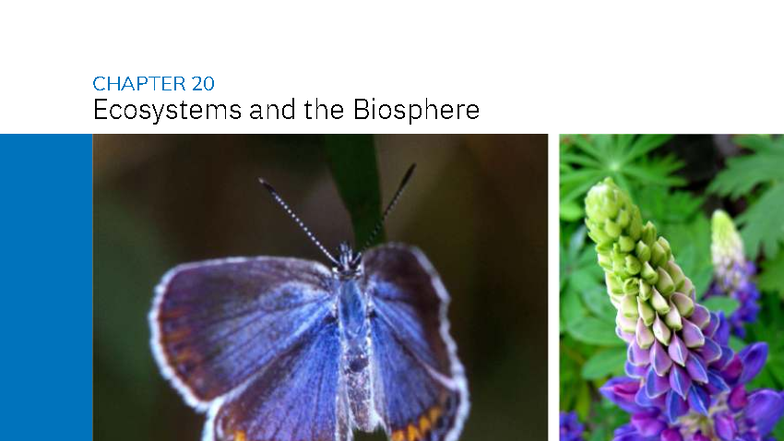 CHAPTER 20: Ecosystems and the Biosphere - Energy Flow and Biogeochemical Cycles - Studocu