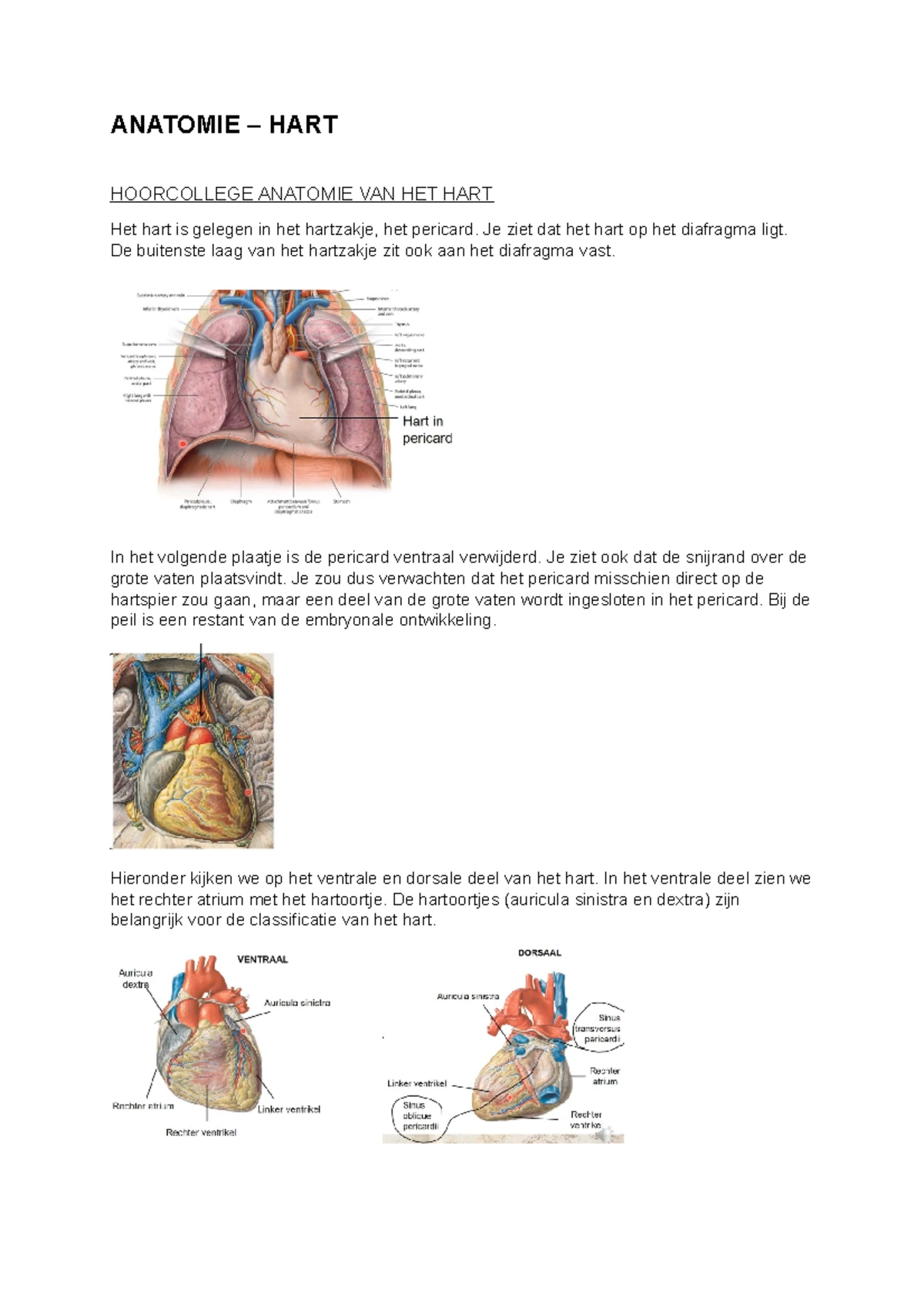 Samenvatting anatomie - hart - Samenvatting anatomie – hart Anatomie ...