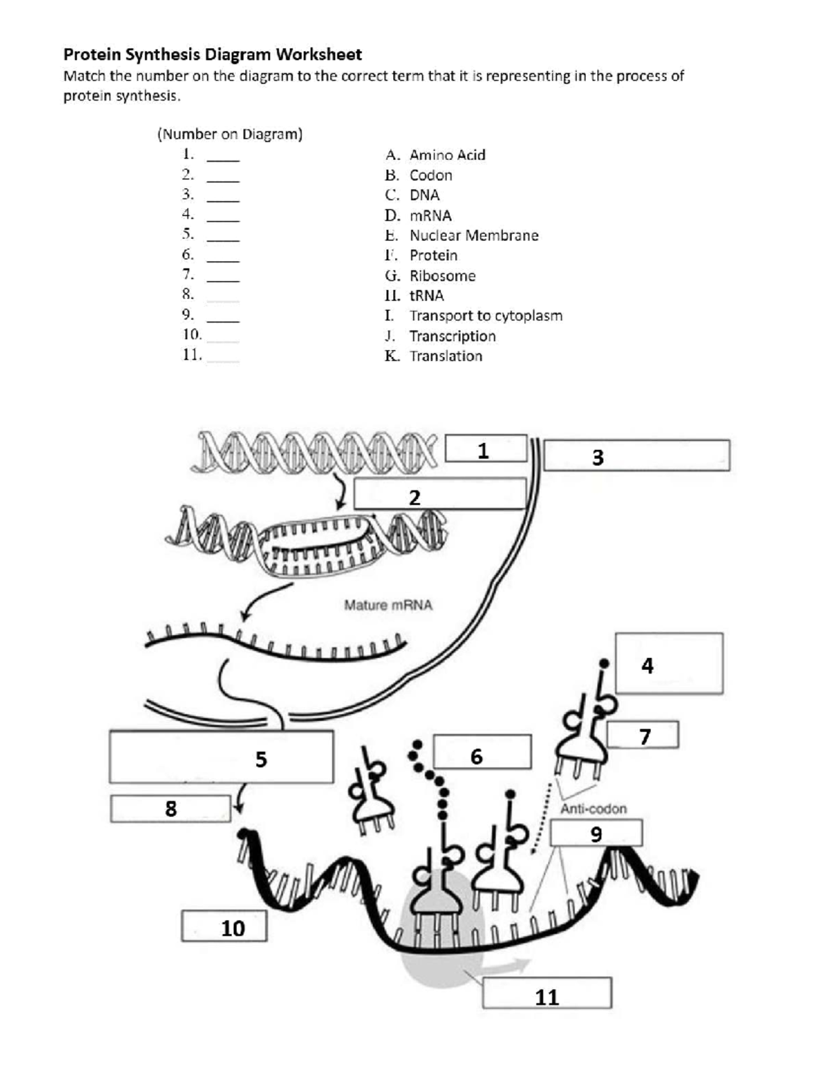 Protein Synthesis Diagram Worksheet: Matching Terms and Processes - Studocu