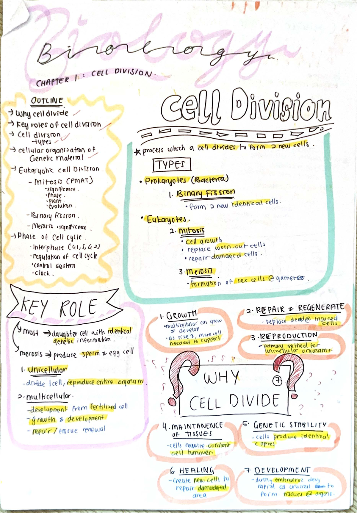 BIO 1: Cell Division - Key Roles and Mechanisms Explained - Studocu