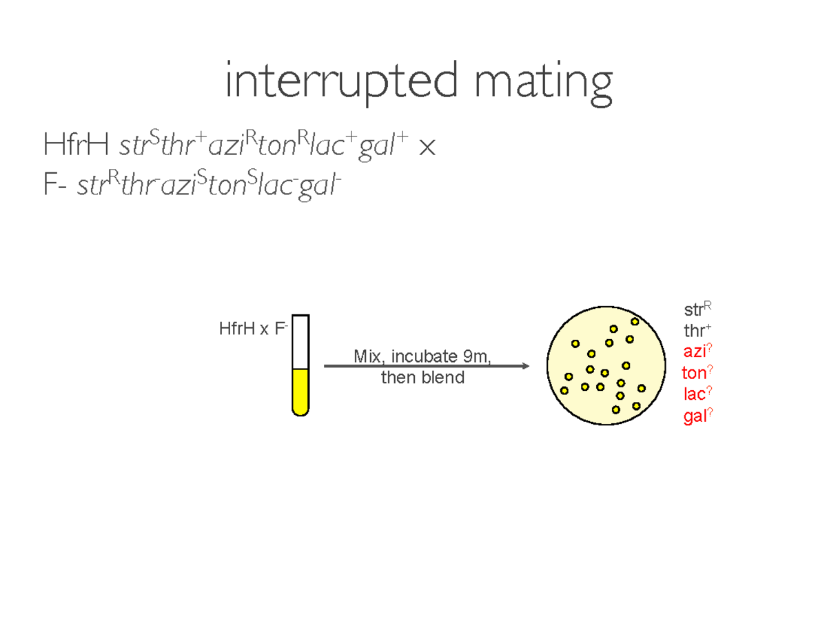 HGEN 301: Interrupted Mating and Bacteriophage Life Cycle Analysis ...
