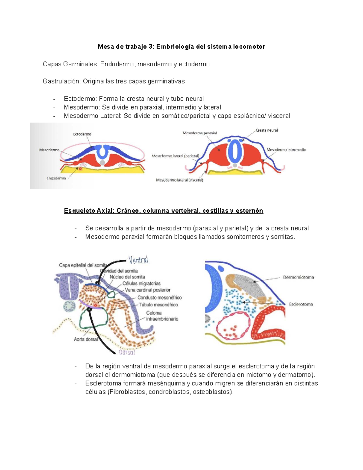 Embriogénesis del Sistema Locomotor: Capas Germinales y Desarrollo ...
