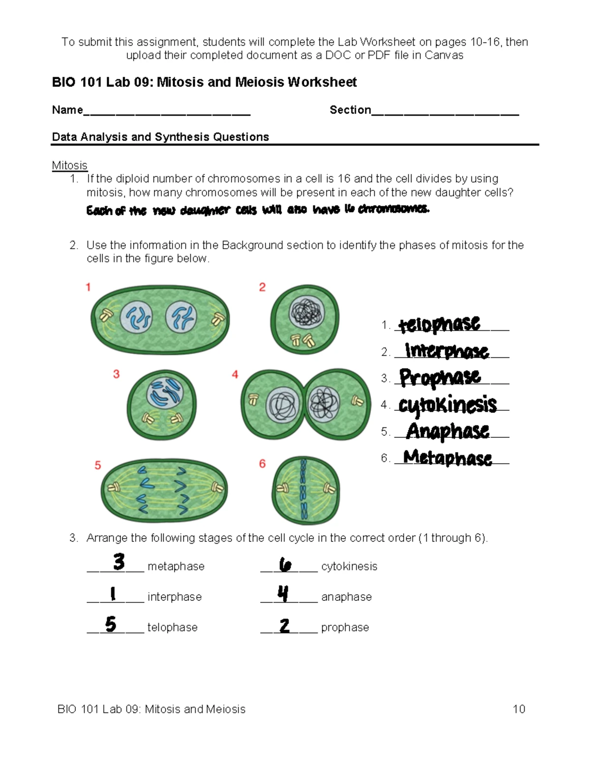 BIO101 Lab 09: Exploration of Mitosis and Meiosis Processes - Studocu