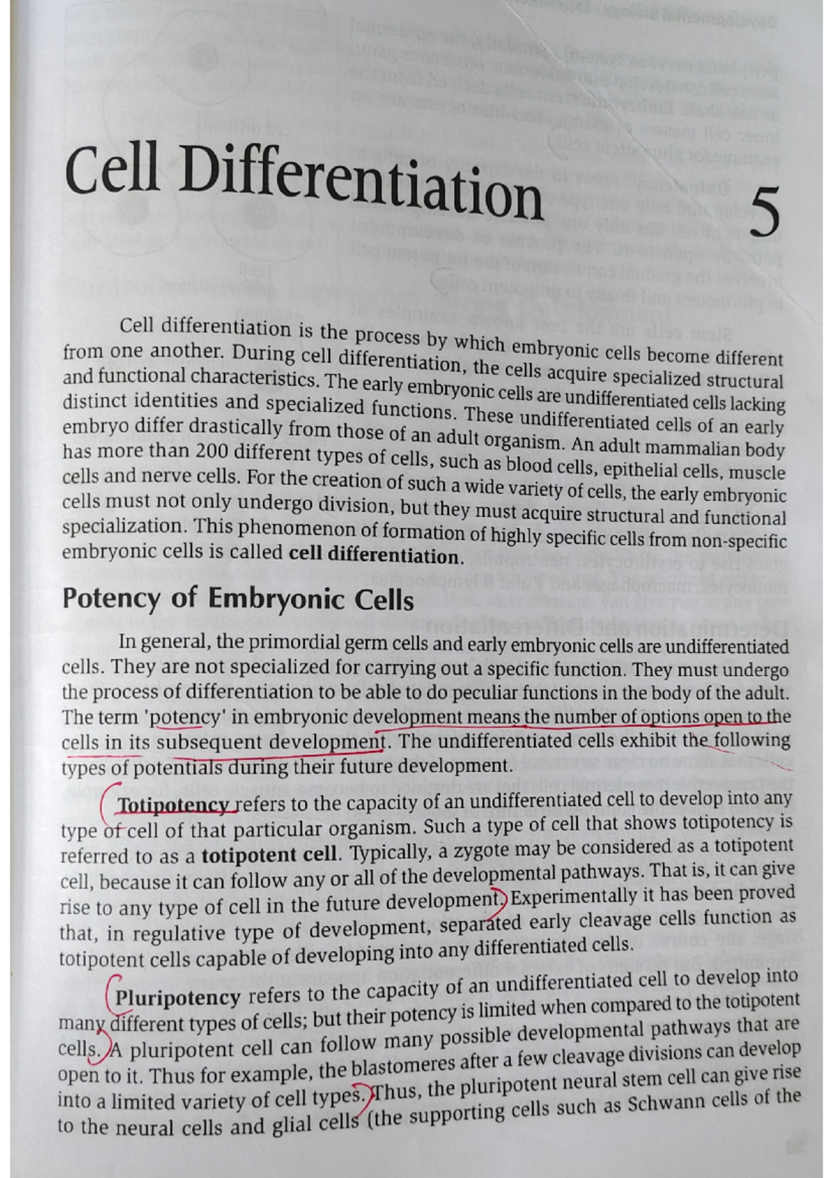 Cell Differentiation: Essential Study Notes for Understanding - Studocu