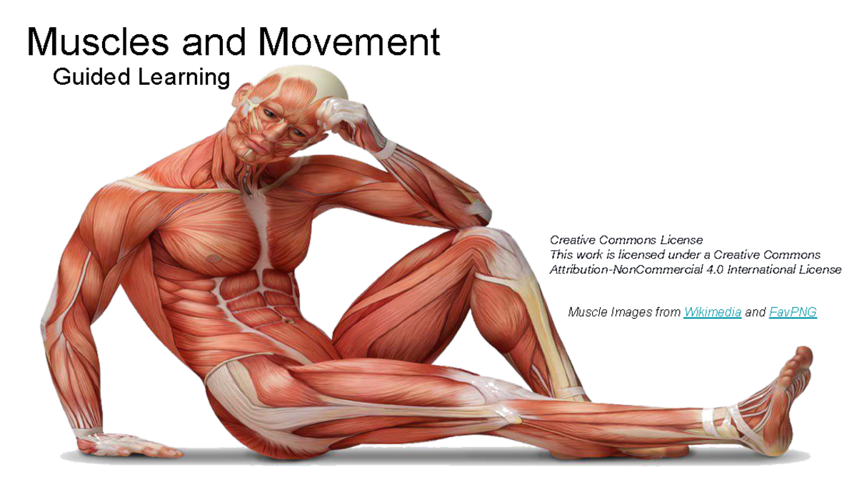 Muscles Naming (Guided Learning) - Anatomy Study Notes - Studocu