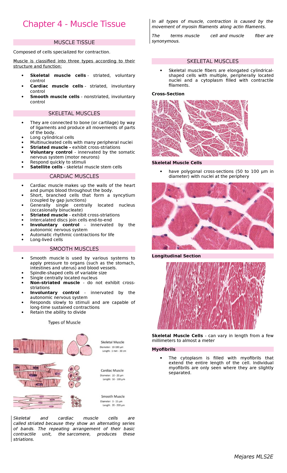 Chapter 4: Muscle Tissue Overview - MLS2E - Studocu