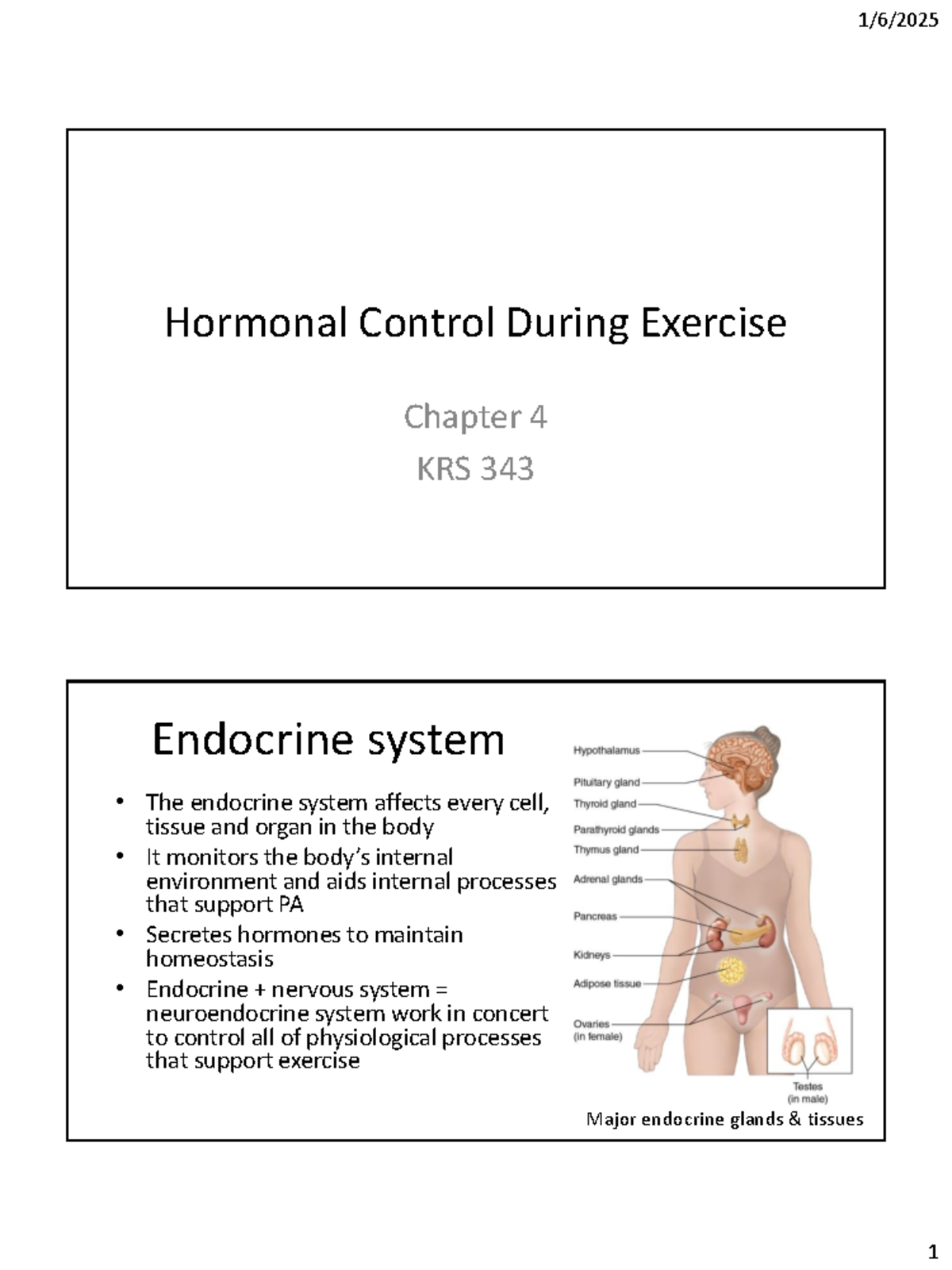 Midterm Study Guide for KRS 343: Hormonal Control During Exercise - Studocu